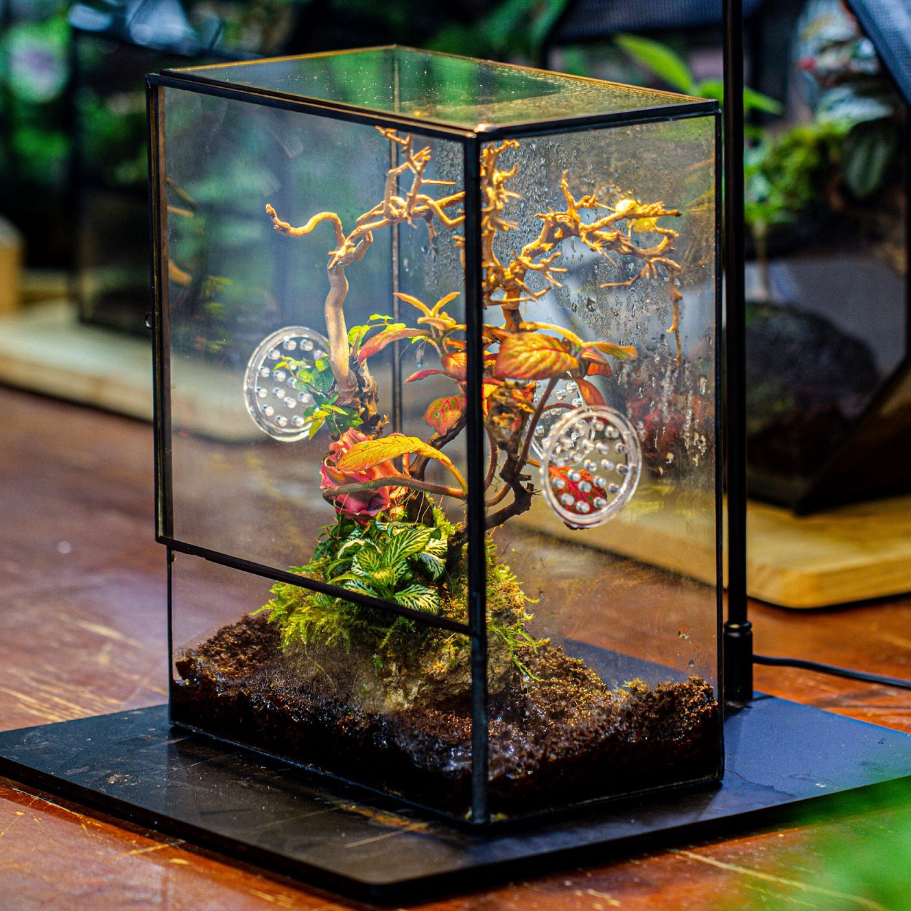 Tin vented Terrarium for insects – NCYPgarden