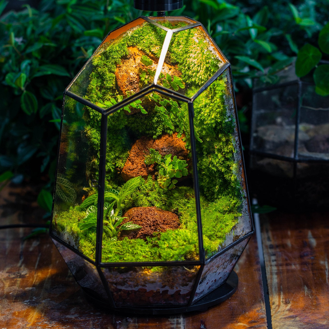 Terrarium Building Set – NCYPgarden