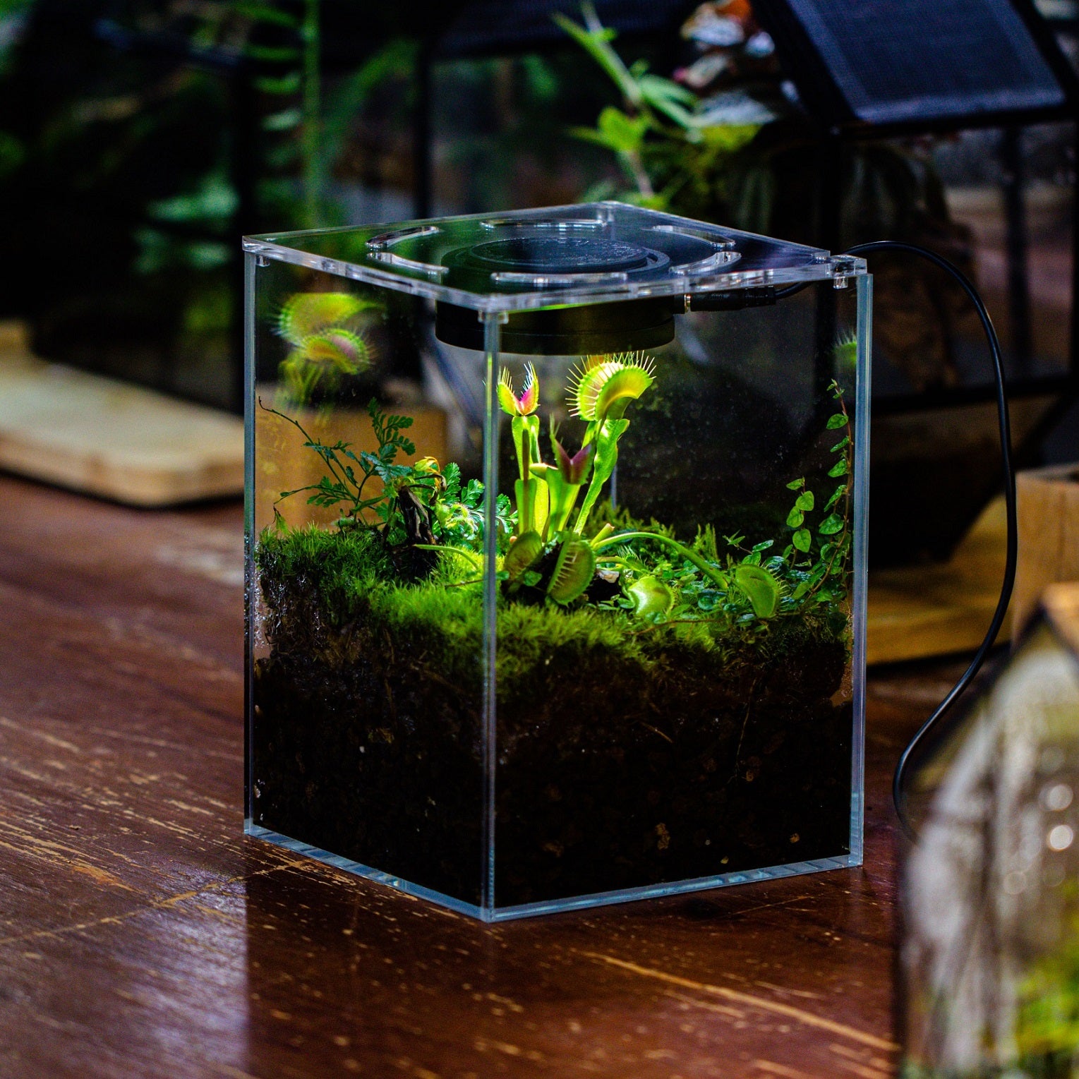 Basic terrarium with Lid – NCYPgarden