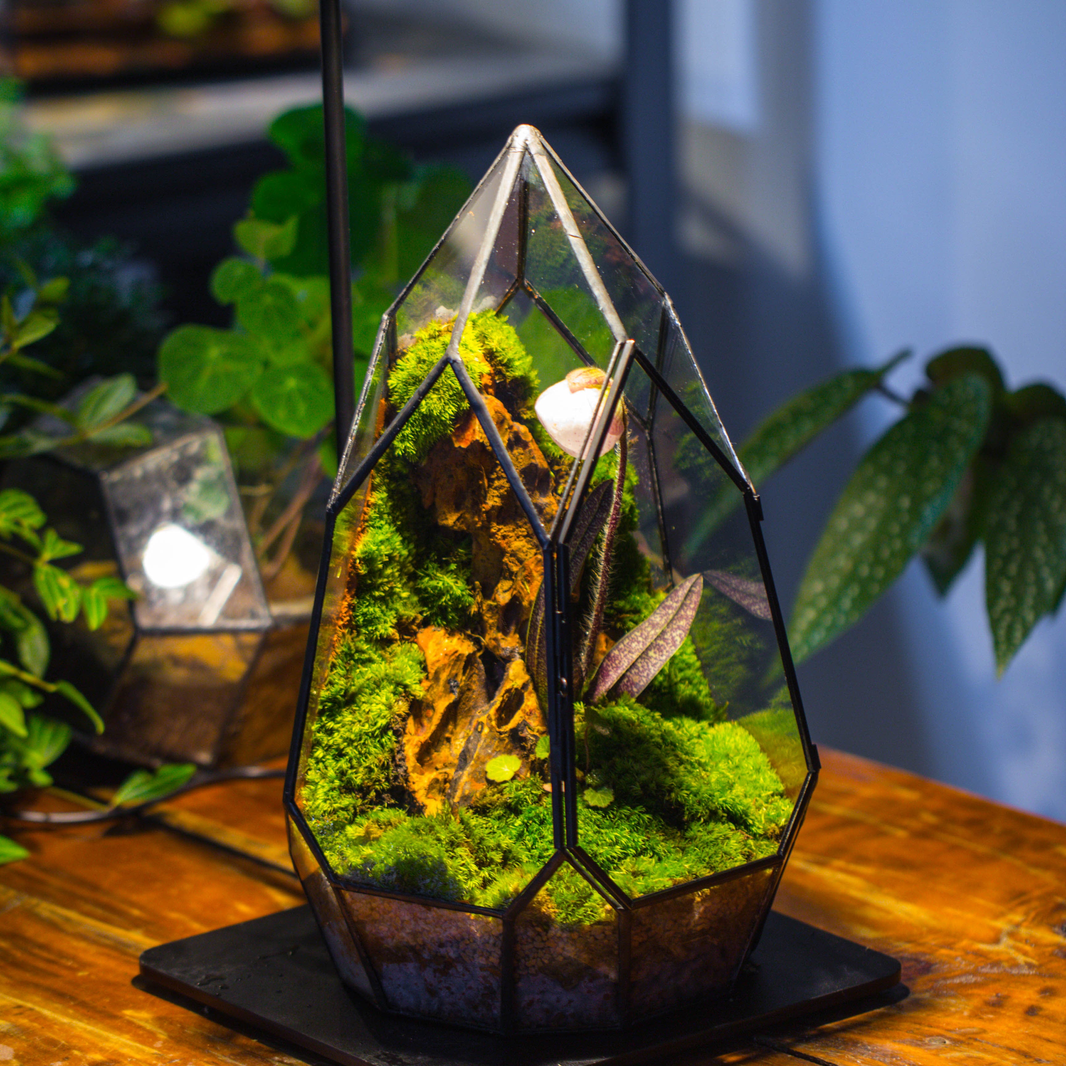 Geometric Terrariums – NCYPgarden