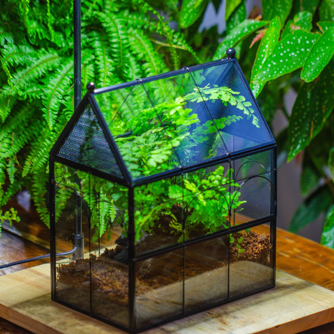 Mesh Vent Terrarium for Insects – NCYPgarden