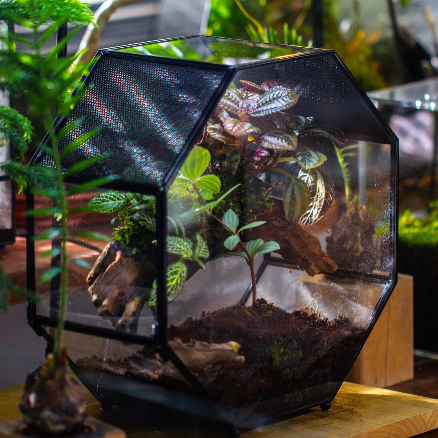 Insects terrariums – NCYPgarden