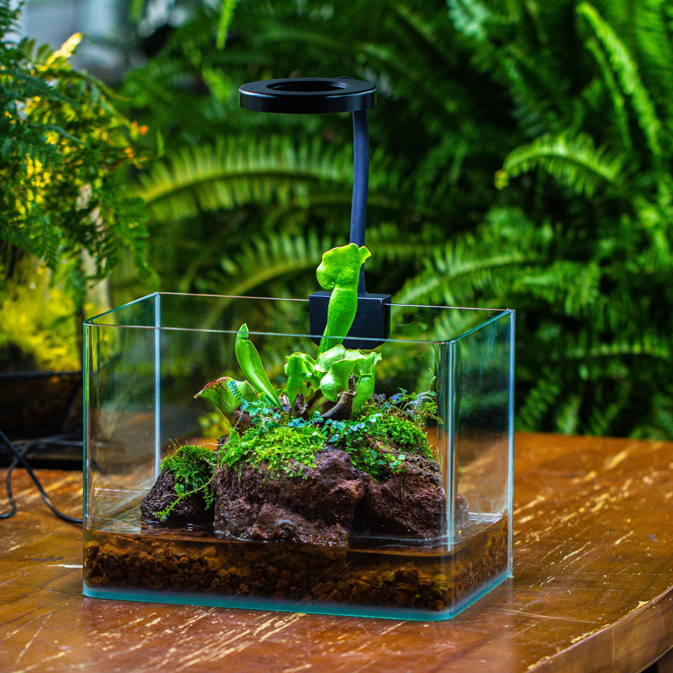 Basic Curved Terrarium – NCYPgarden