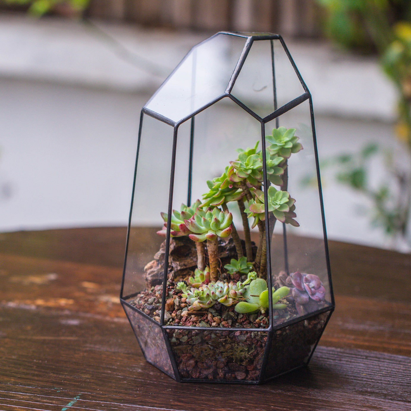 Open terrariums – NCYPgarden