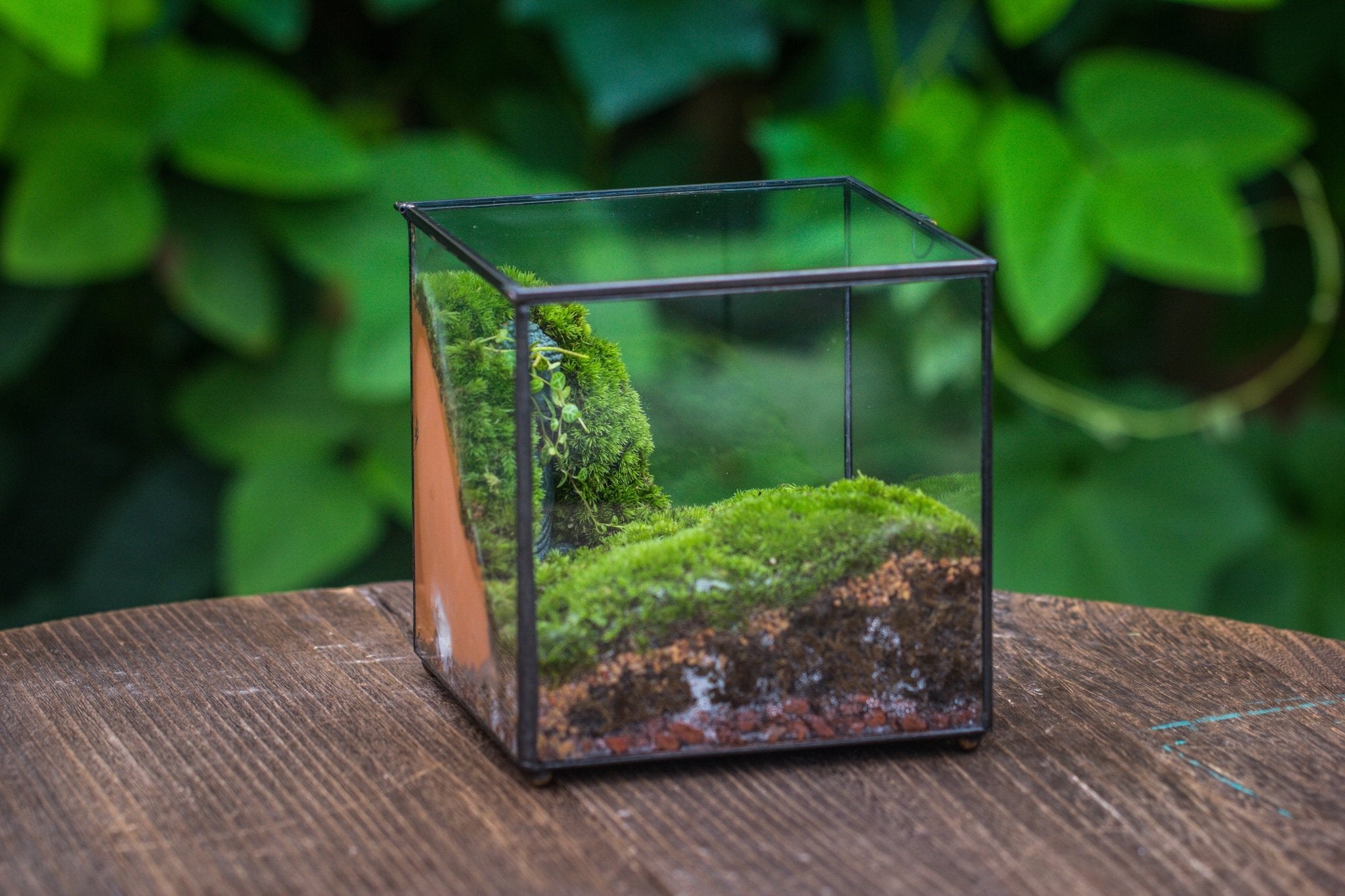 NCYP Close Geometric Glass Terrarium with Door, Tin Sealed Cube 5.9 in ...