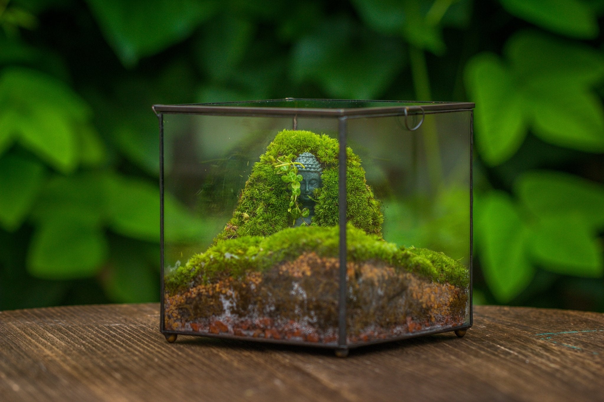 NCYP Close Geometric Glass Terrarium with Door, Tin Sealed Cube 5.9 in ...