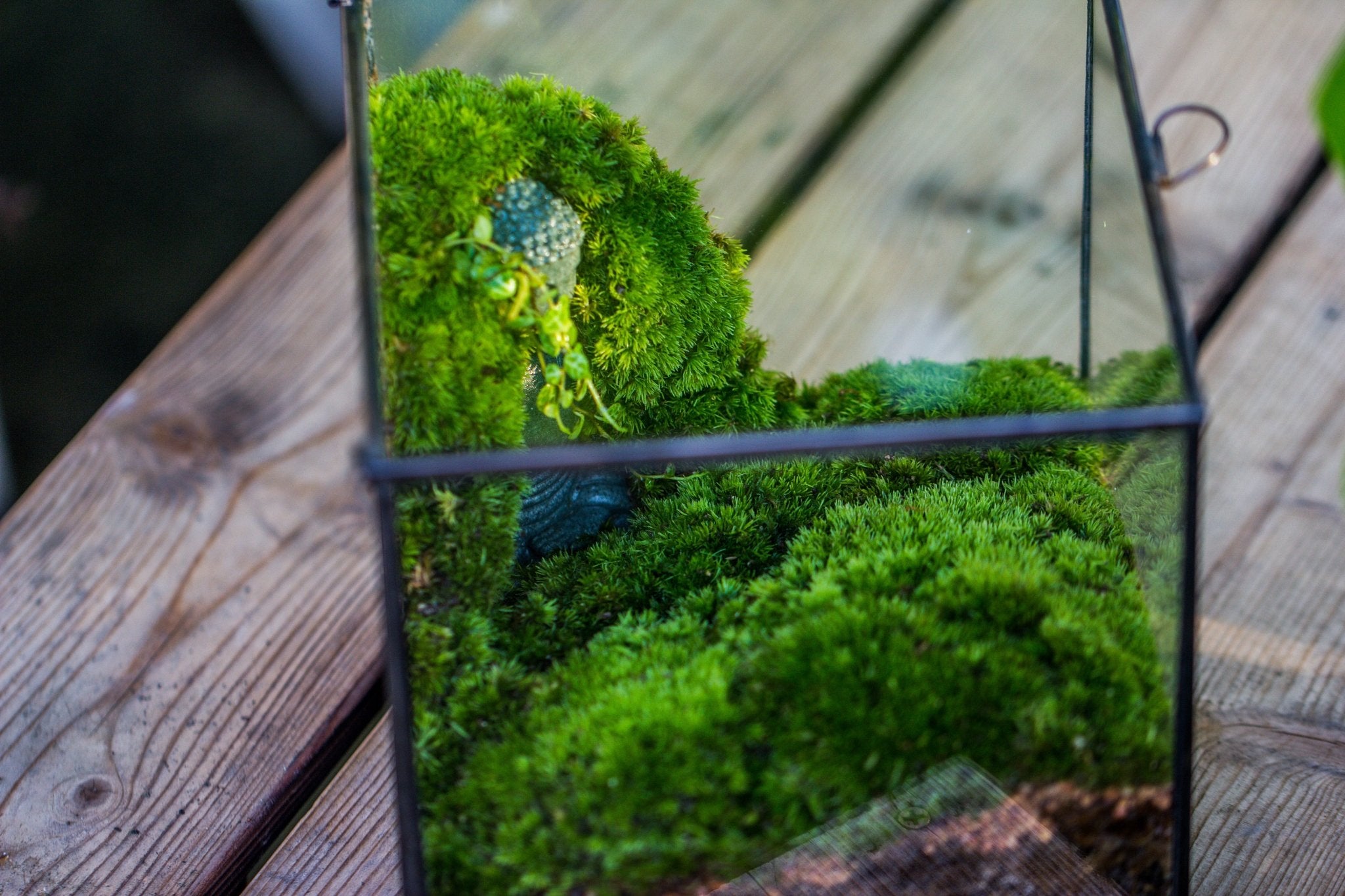 NCYP Close Geometric Glass Terrarium with Door, Tin Sealed Cube 5.9 in ...