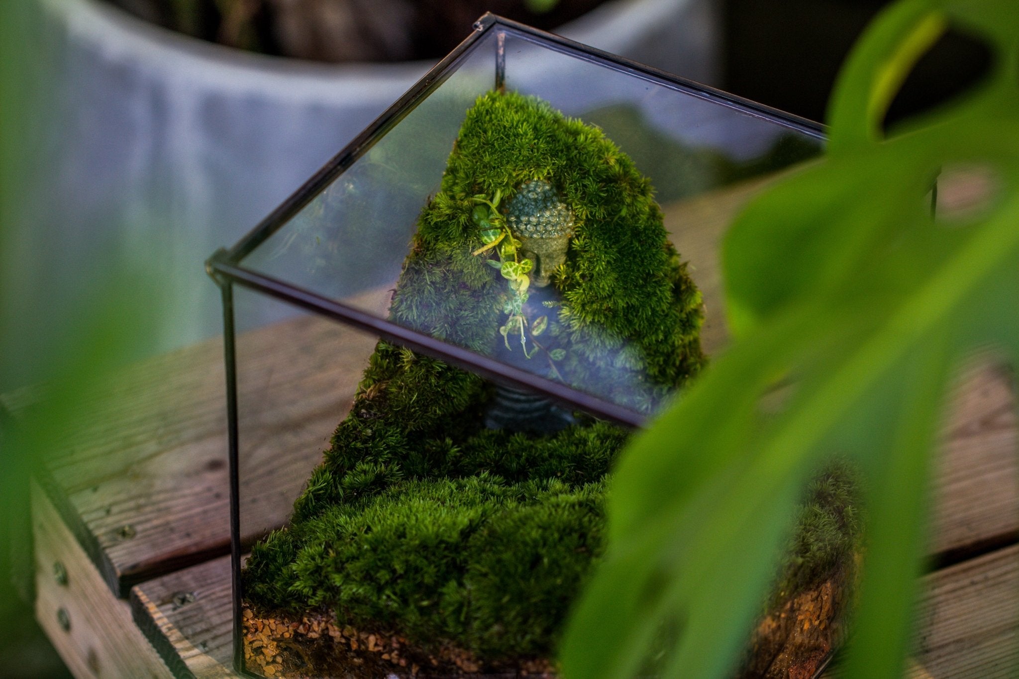 NCYP Close Geometric Glass Terrarium with Door, Tin Sealed Cube 5.9 in ...