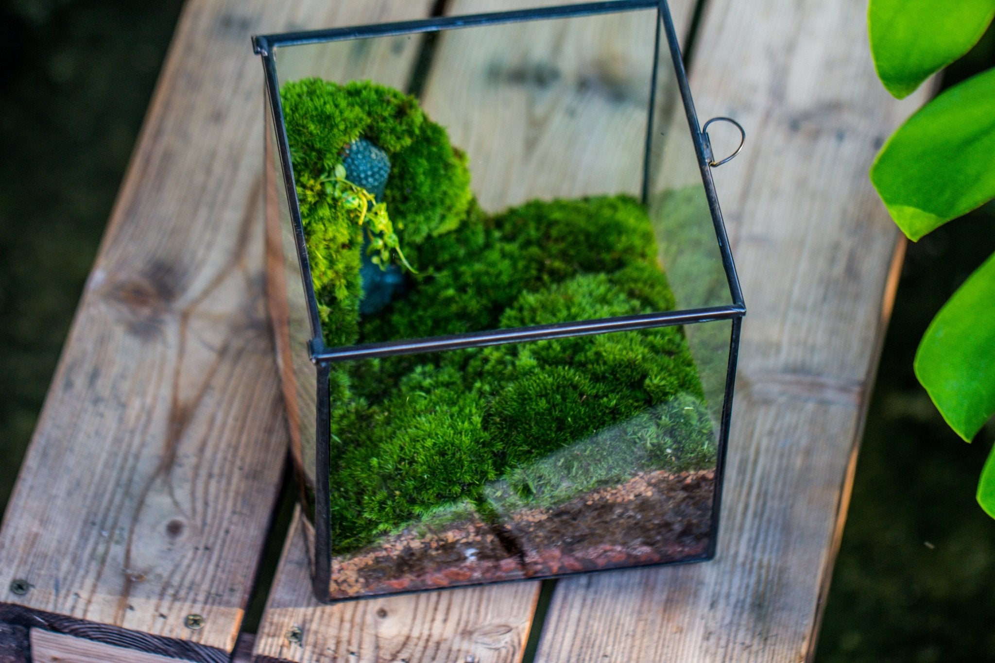 NCYP Close Geometric Glass Terrarium with Door, Tin Sealed Cube 5.9 in ...
