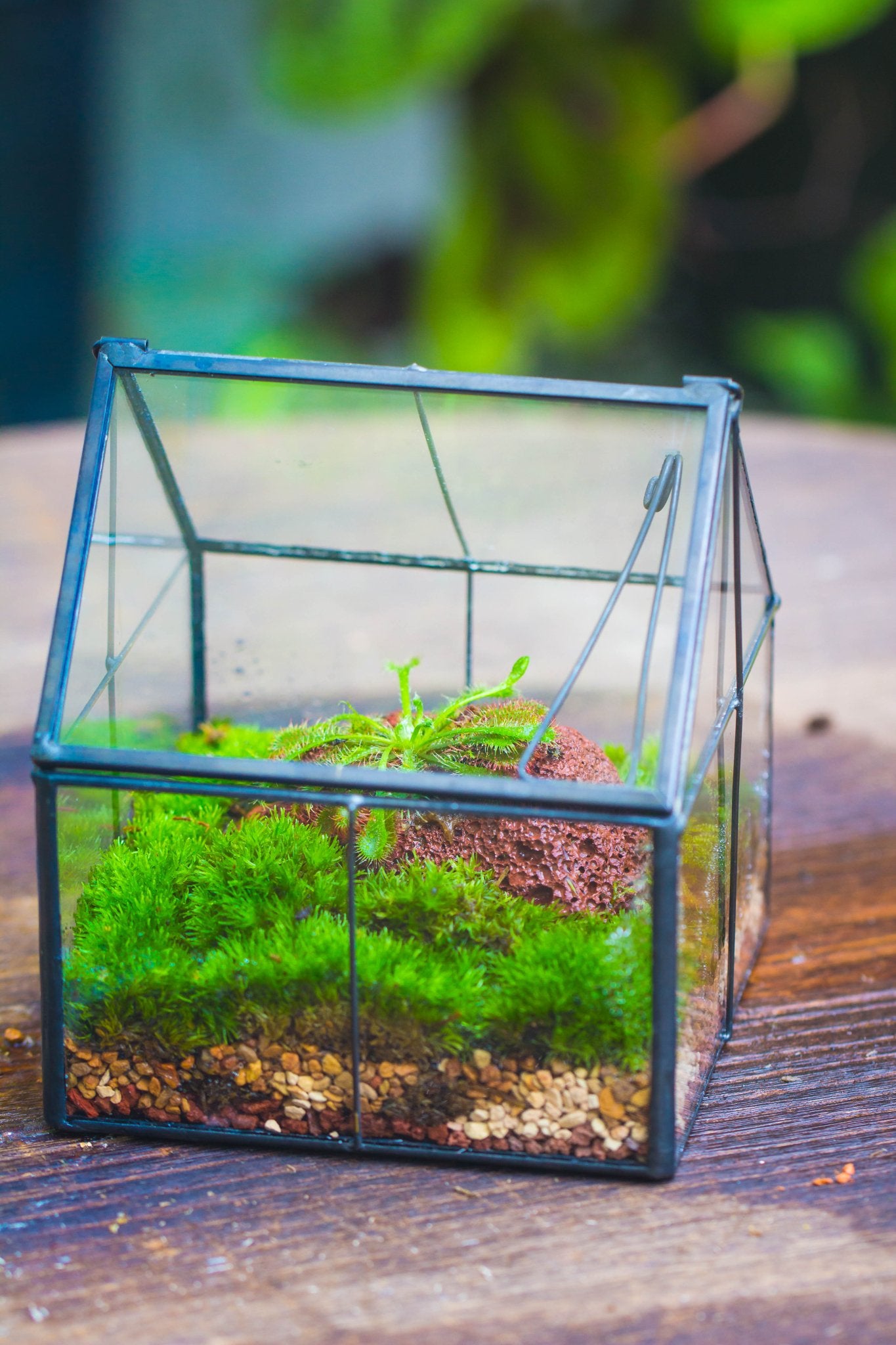 Glass Terrarium for Moss, Succulents, and Ferns — NCYPgarden