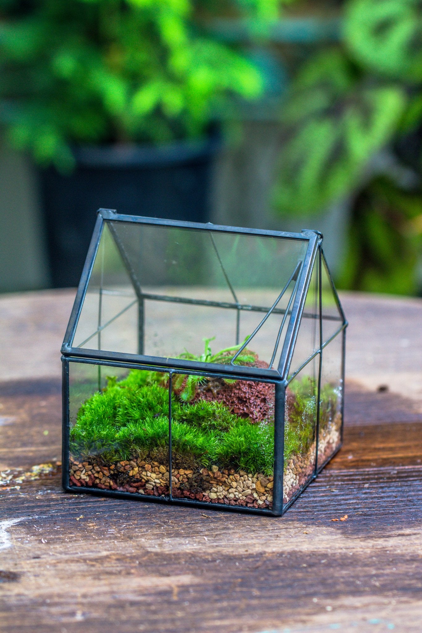 Glass Terrarium for Moss, Succulents, and Ferns — NCYPgarden