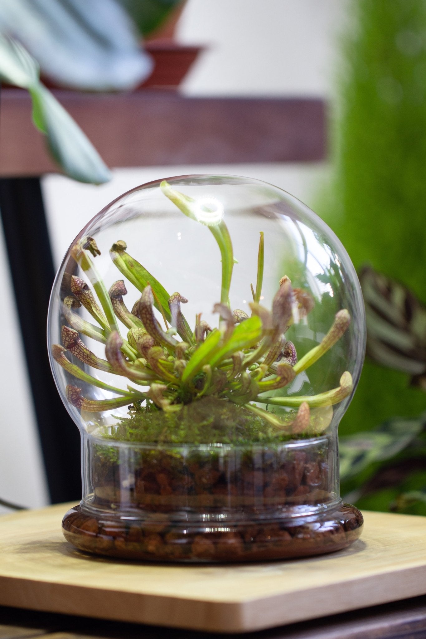 NCYP Decorative Clear Glass Dome with Base - 5.8x7 Inches Glass Cloche ...