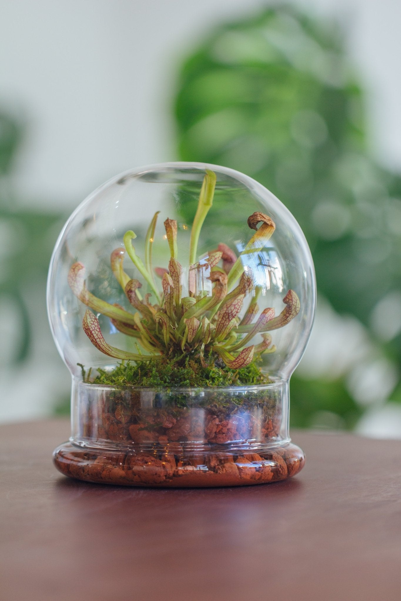 NCYP Decorative Clear Glass Dome with Base - 5.8x7 Inches Glass Cloche ...