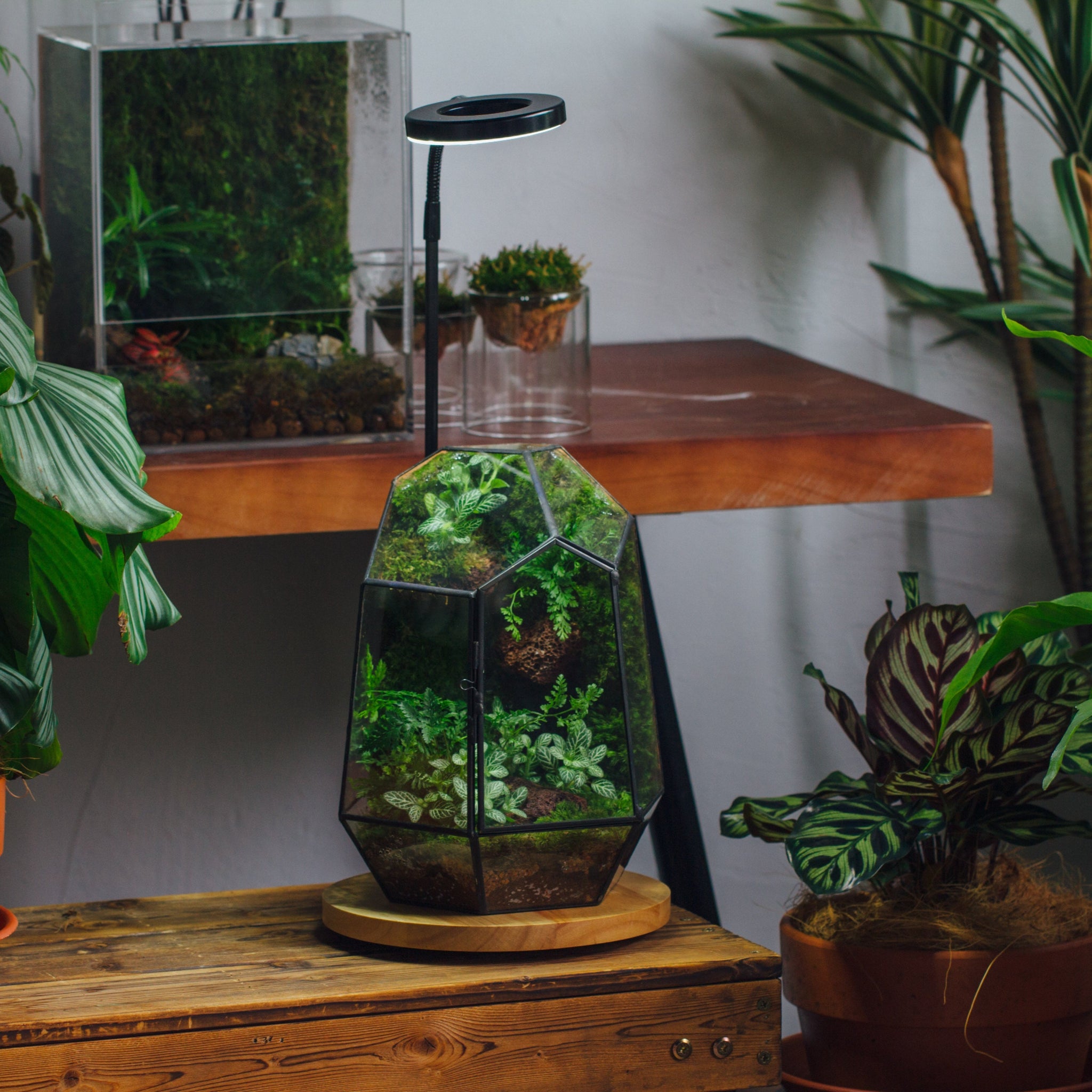 LED Grow Light Set for Terrarium — NCYPgarden