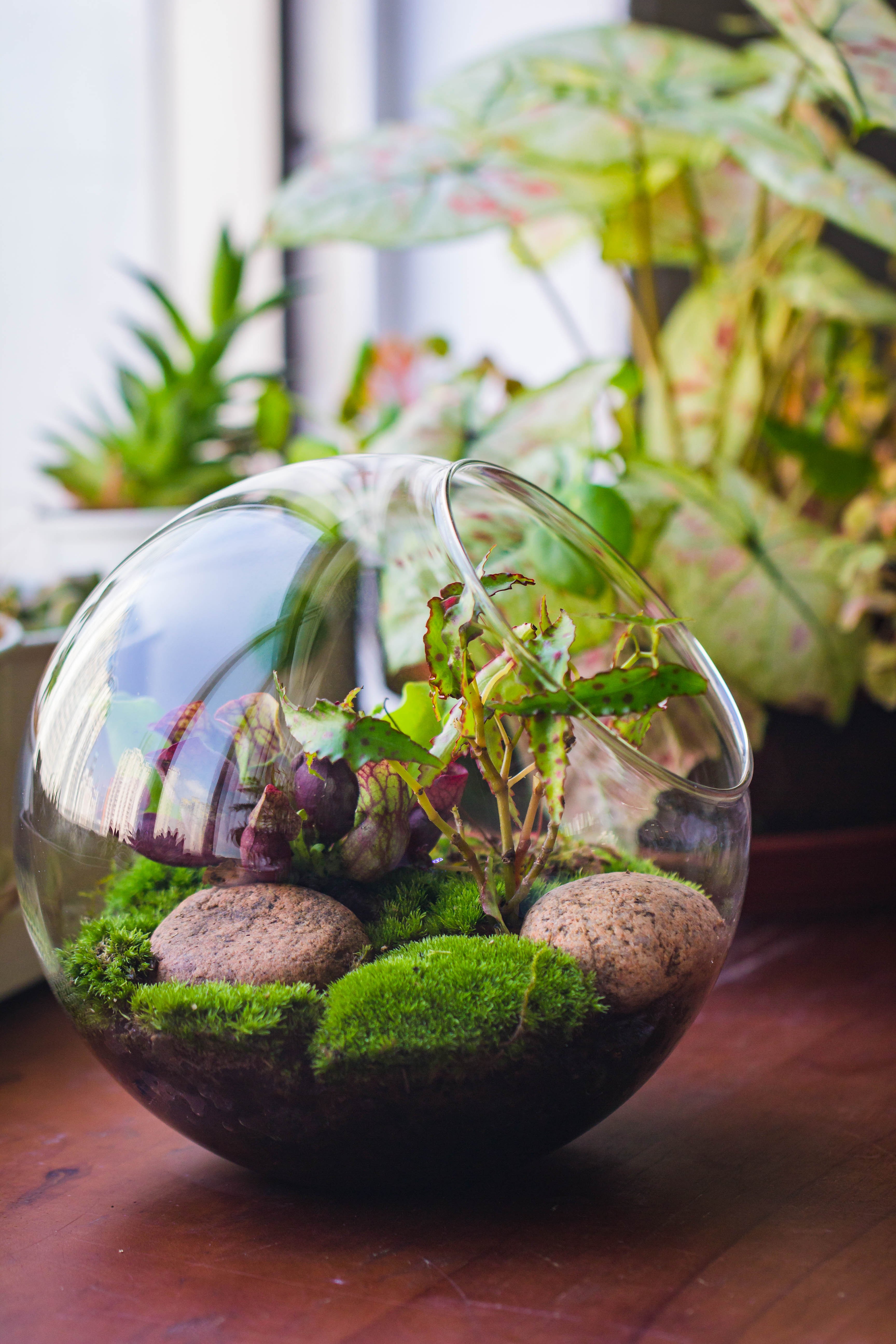 Glass Sphere Terrarium with cut Kit for planting Moss, carnivorous ...