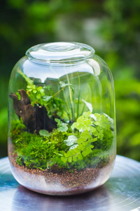 Terrarium Planting Kit Glass Jar and Black LED Grow light lAMP with Ba ...
