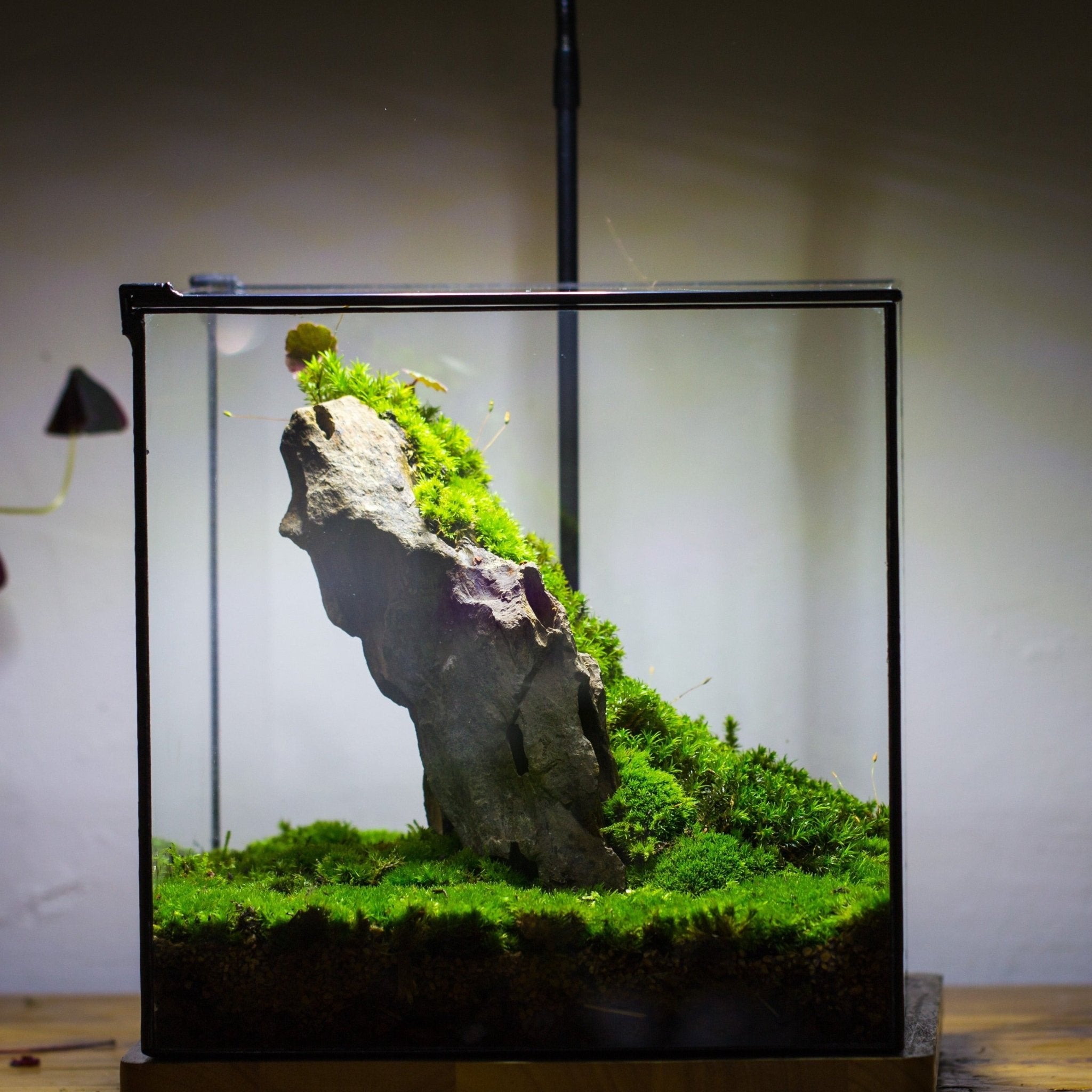 10" Cube Close Geometric Glass Tin Terrarium, Planter for Moss Wall ...