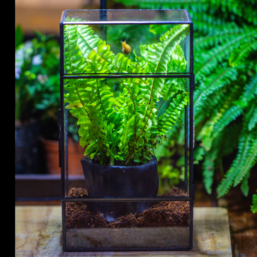 Terrarium Building Set — NCYPgarden