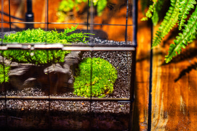 Black Theme Moss and Tree Stump Terrarium Kit — NCYPgarden