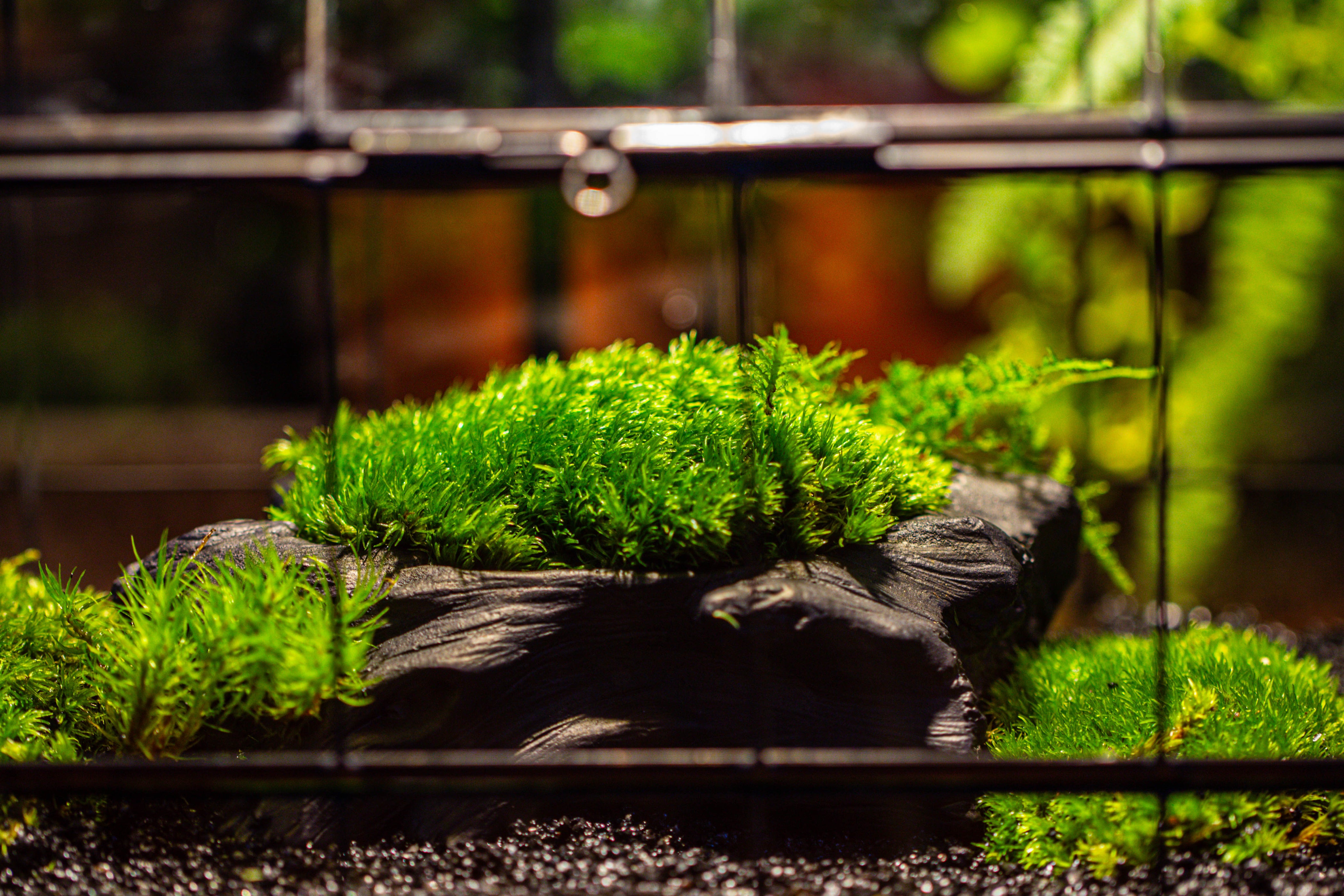 Black Theme Moss and Tree Stump Terrarium Kit — NCYPgarden