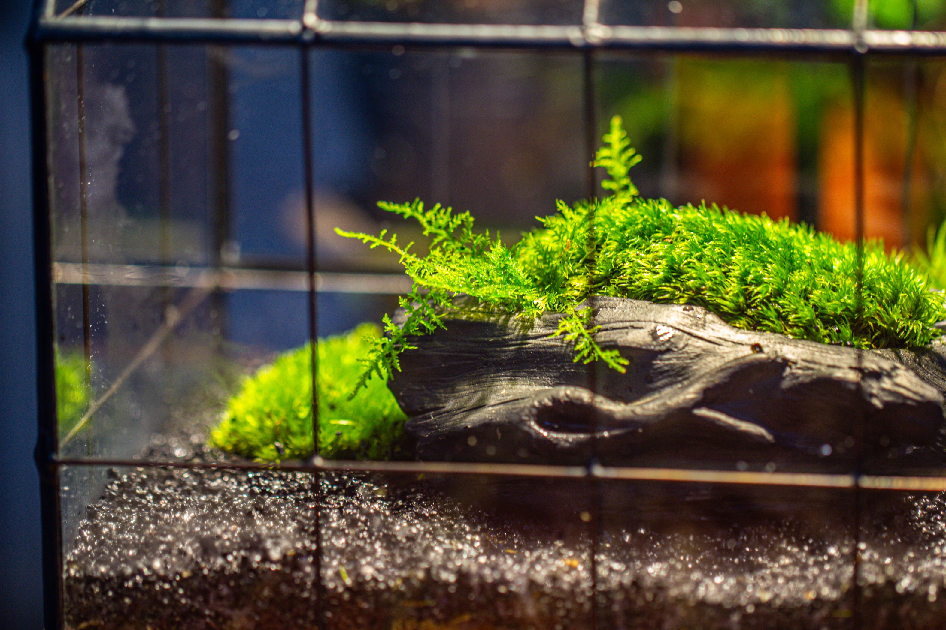 Black Theme Moss and Tree Stump Terrarium Kit — NCYPgarden