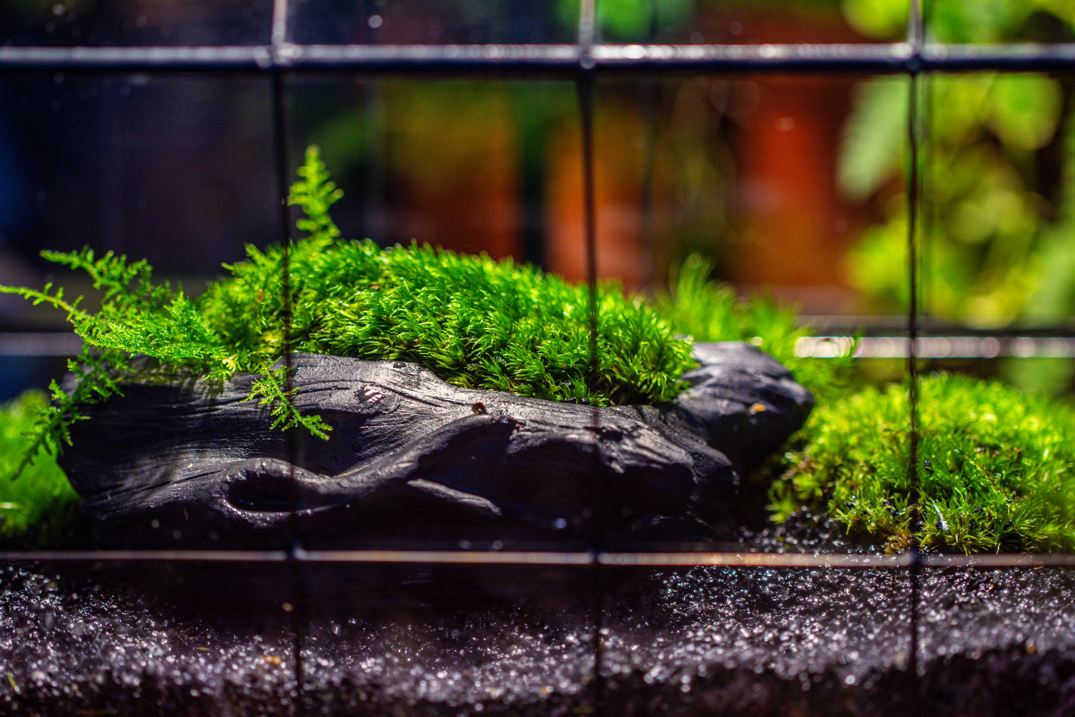 Black Theme Moss and Tree Stump Terrarium Kit — NCYPgarden