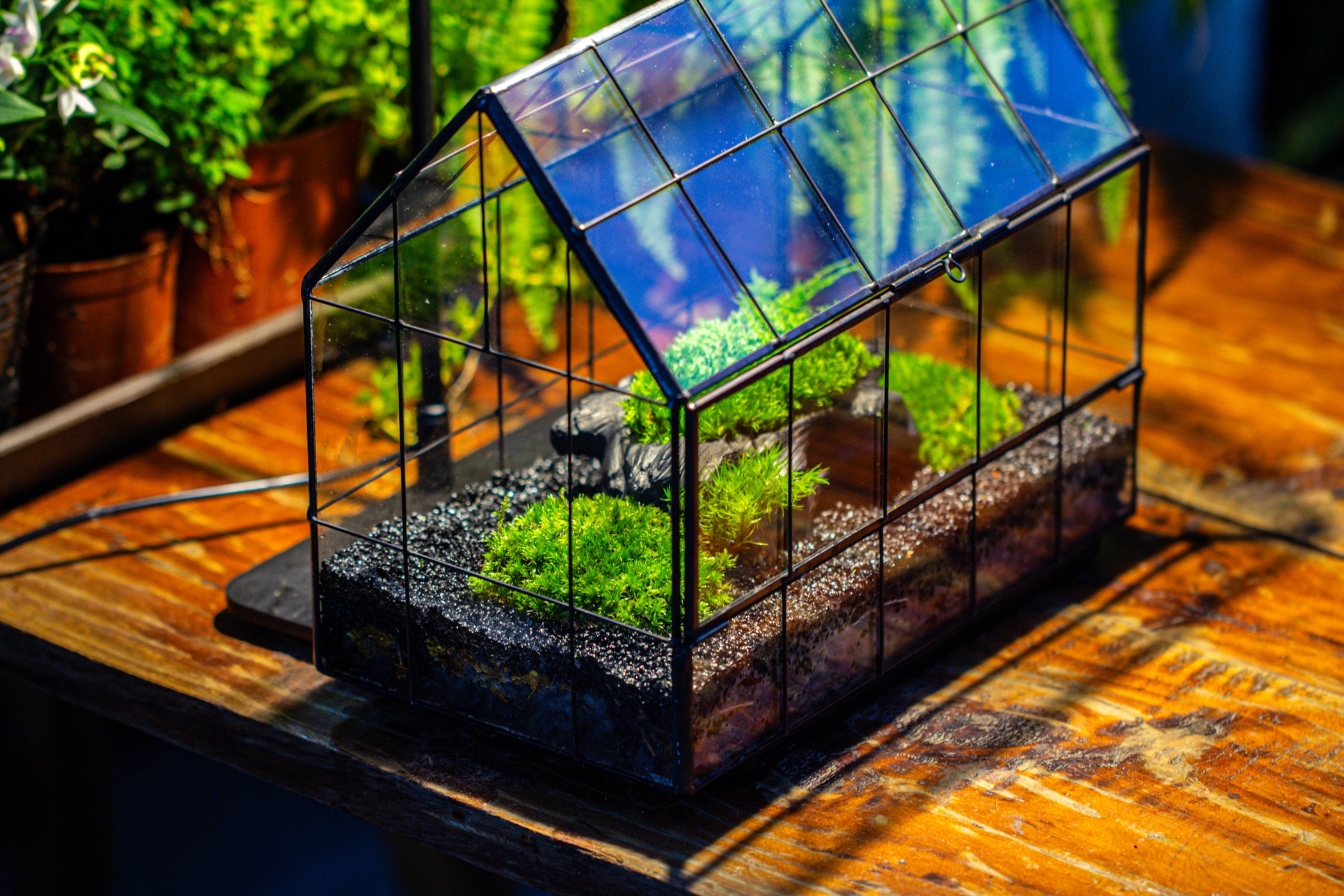 Black Theme Moss and Tree Stump Terrarium Kit — NCYPgarden