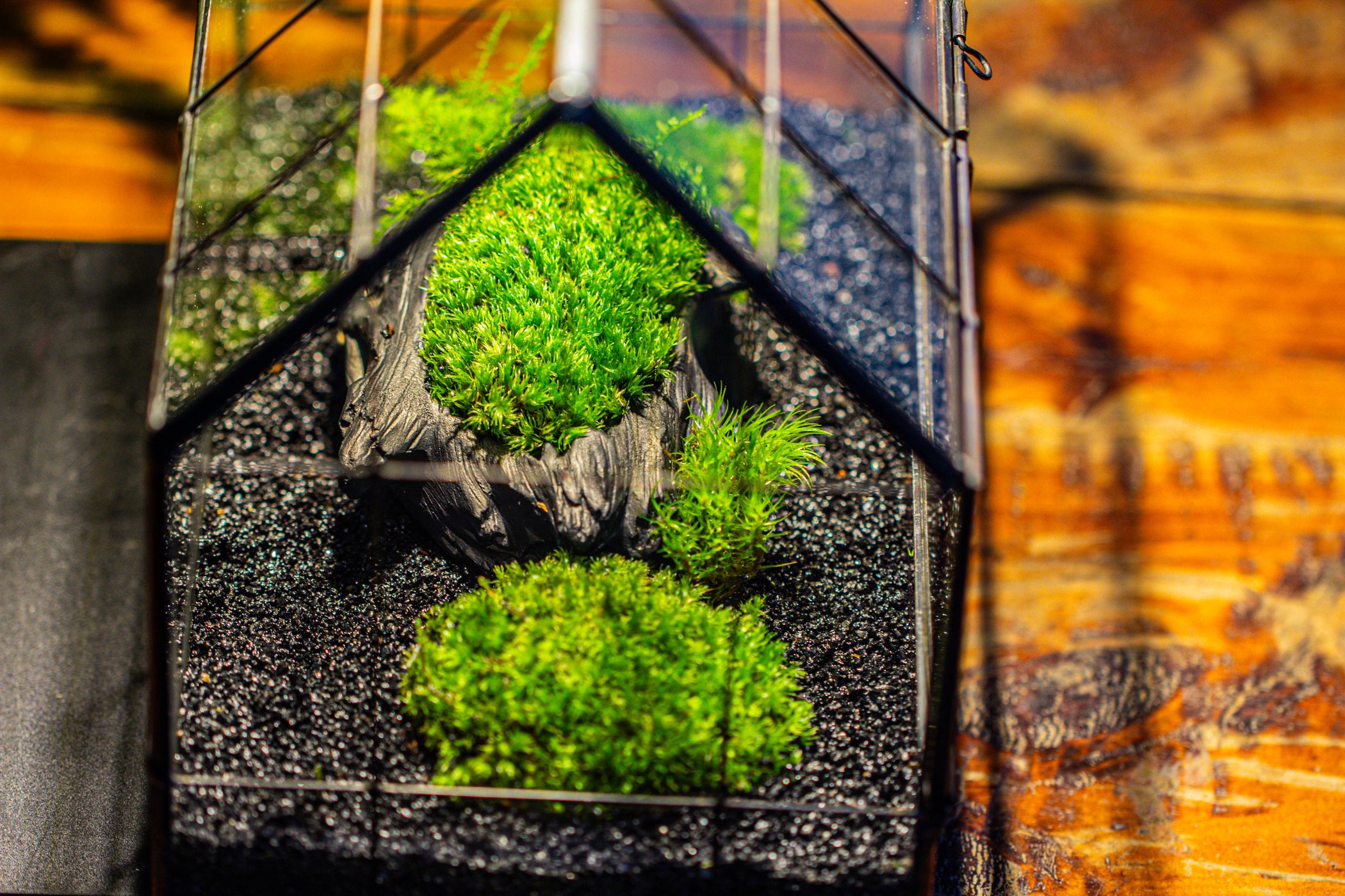 Black Theme Moss and Tree Stump Terrarium Kit — NCYPgarden