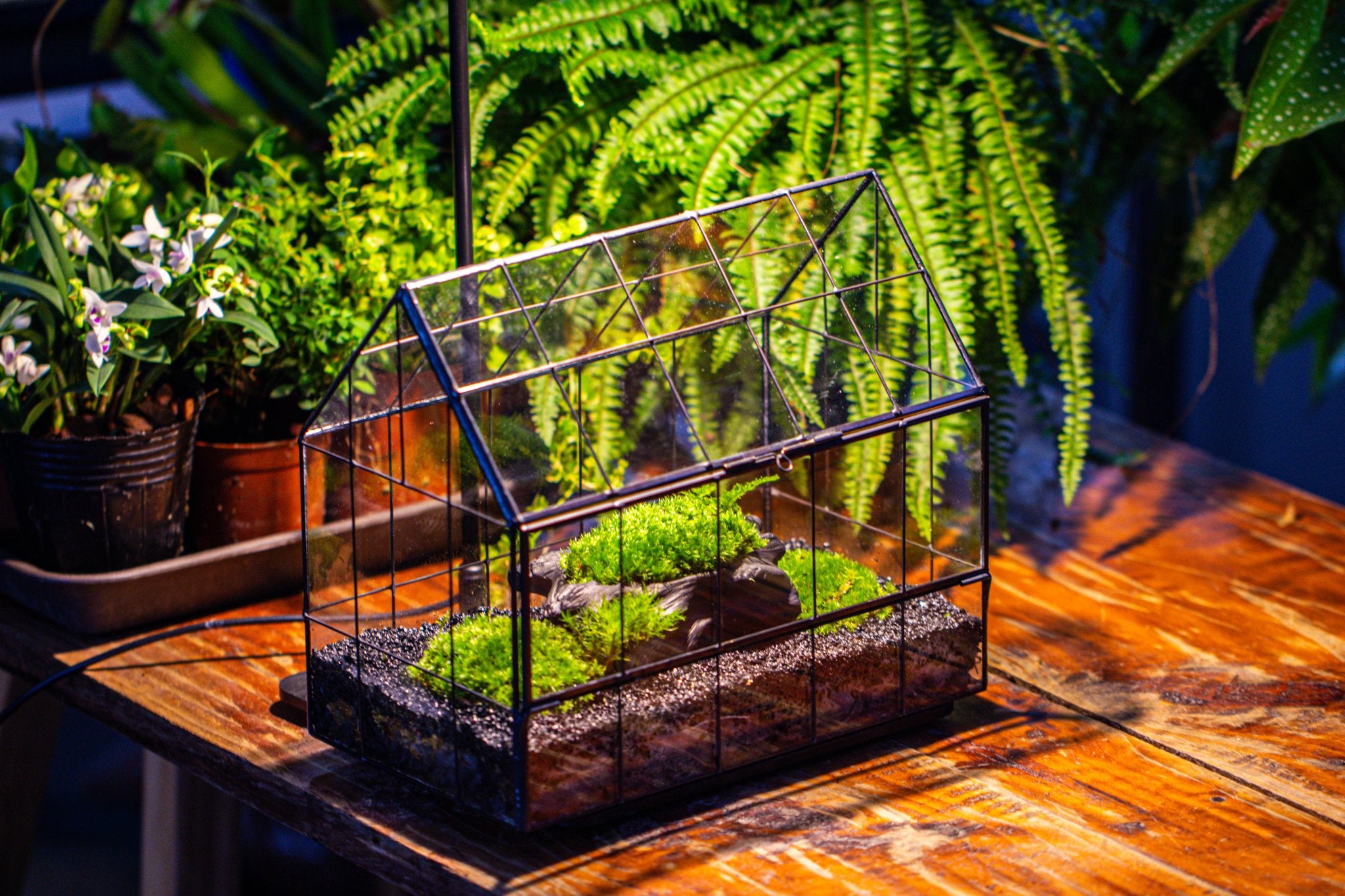 Black Theme Moss and Tree Stump Terrarium Kit — NCYPgarden