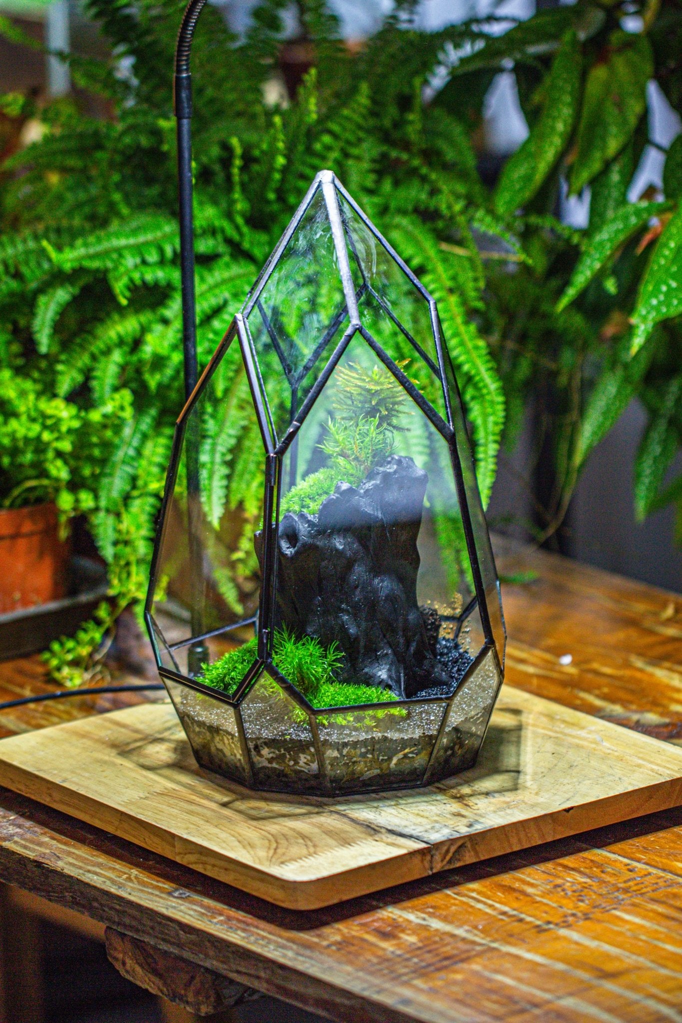 NCYP Irregular Close Geometric Glass Terrarium with door Tall Teardrop ...