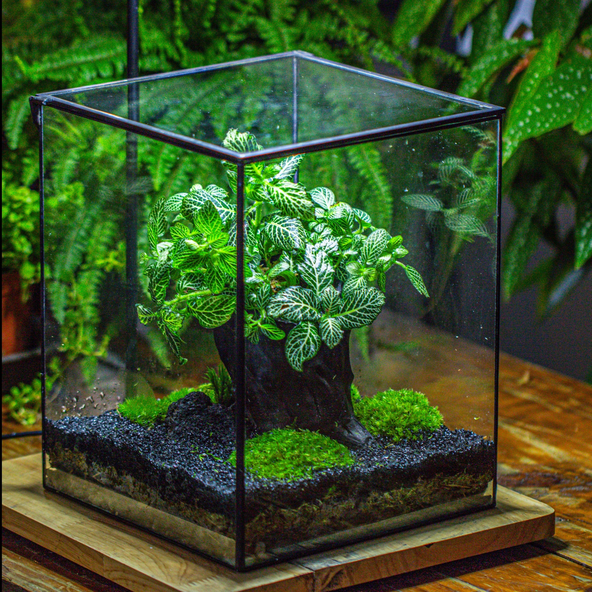 Terrarium Building Set — NCYPgarden