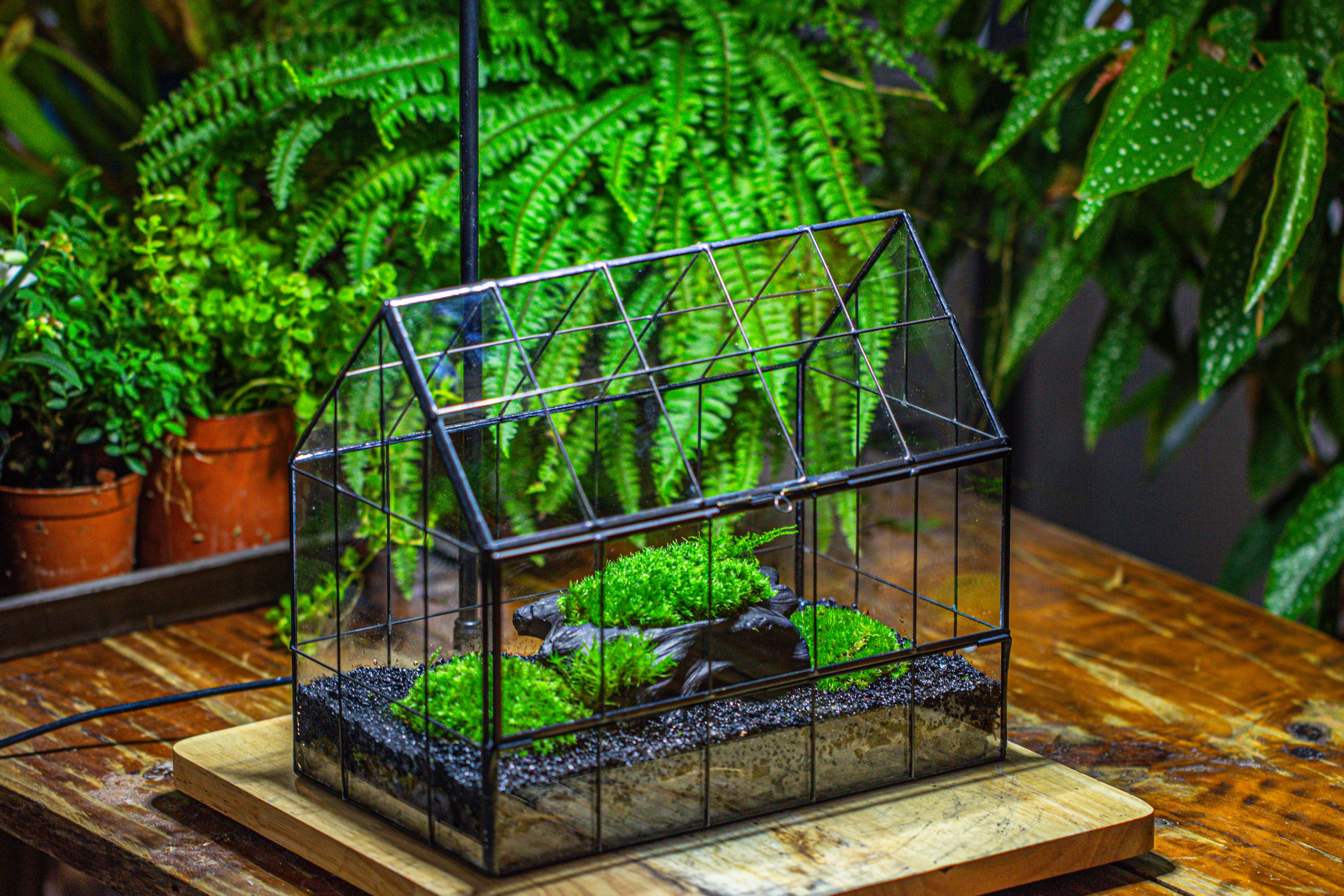 Black Theme Moss and Tree Stump Terrarium Kit — NCYPgarden