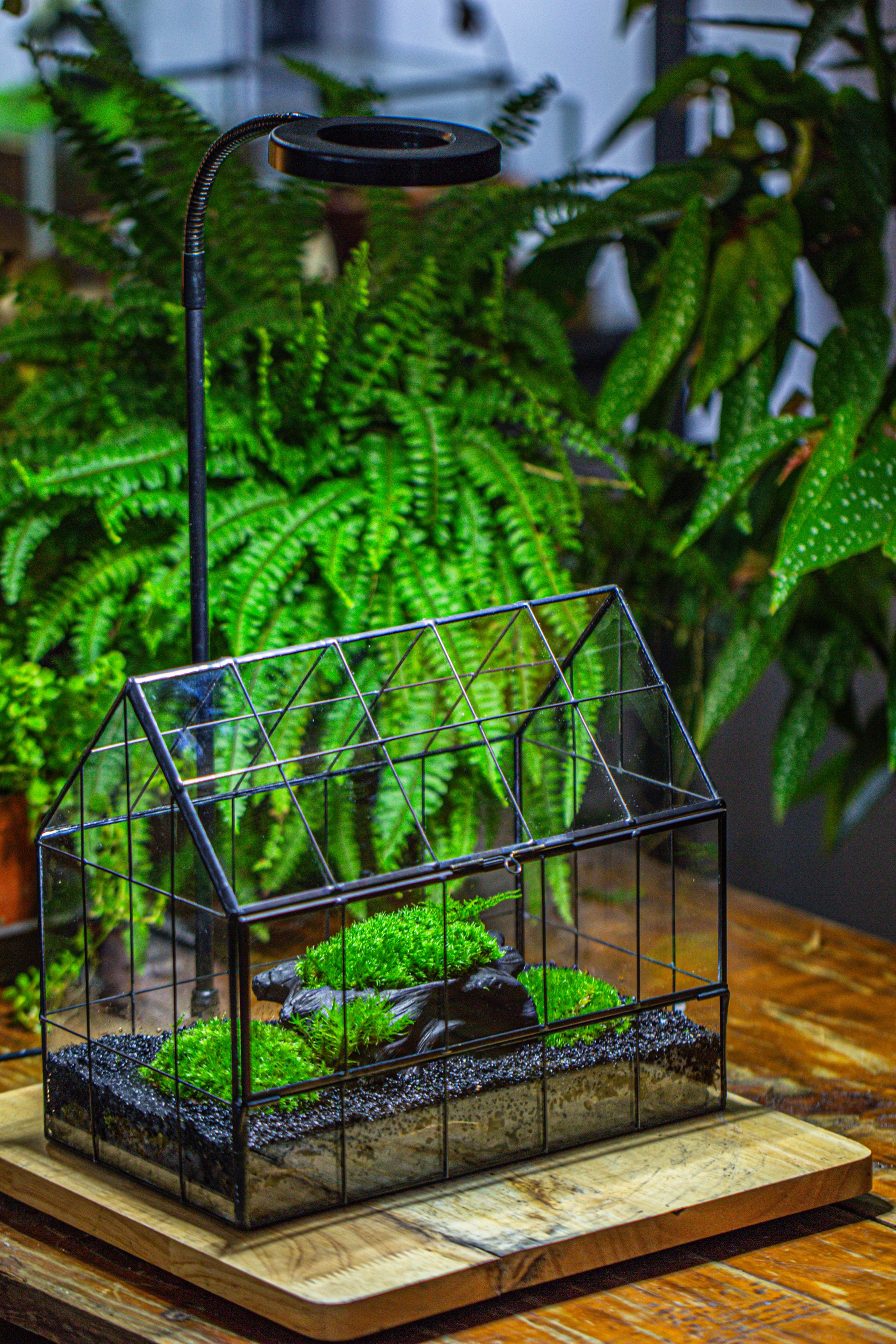 Black Theme Moss and Tree Stump Terrarium Kit — NCYPgarden