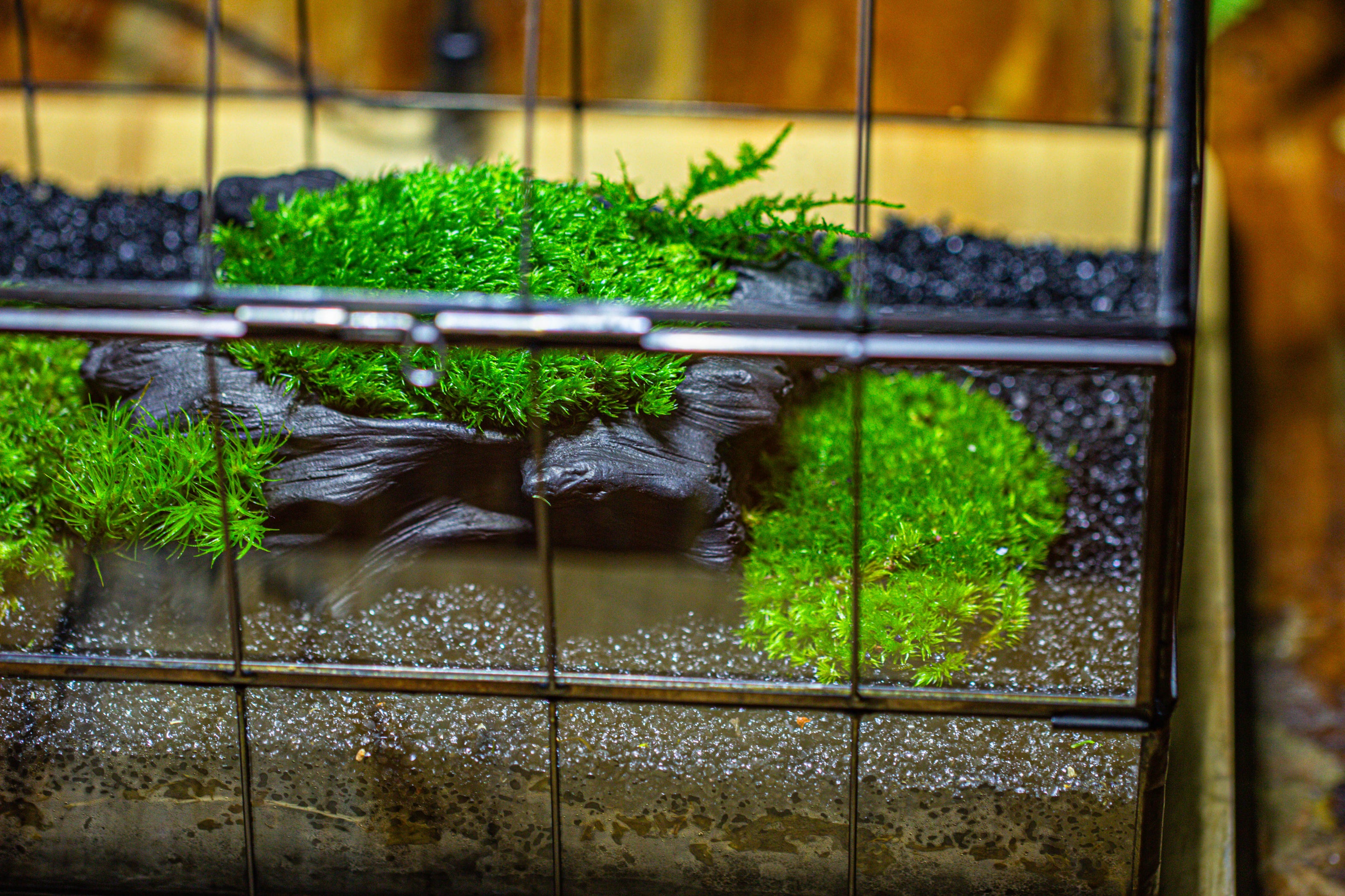 Black Theme Moss and Tree Stump Terrarium Kit — NCYPgarden