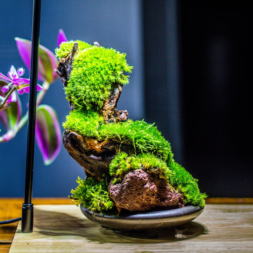 Products — NCYPgarden