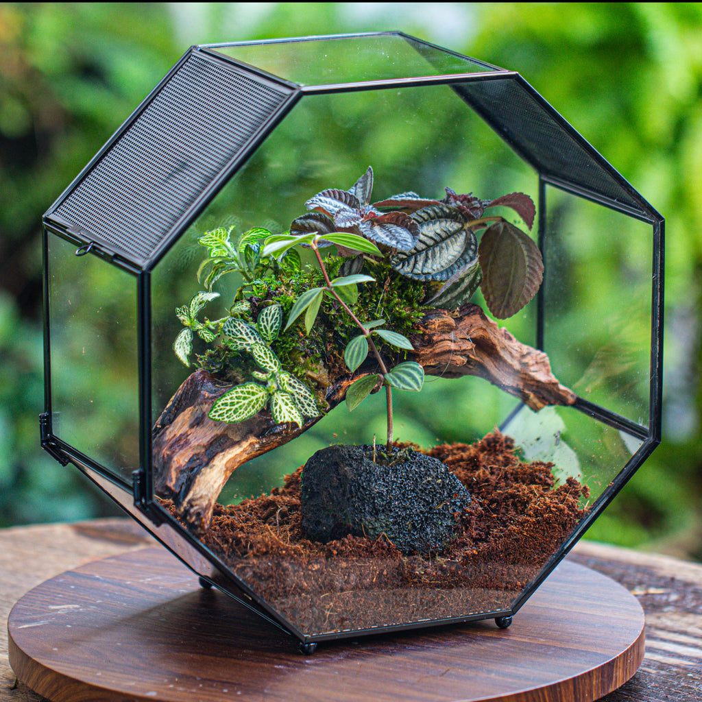 Geometric Terrariums — NCYPgarden