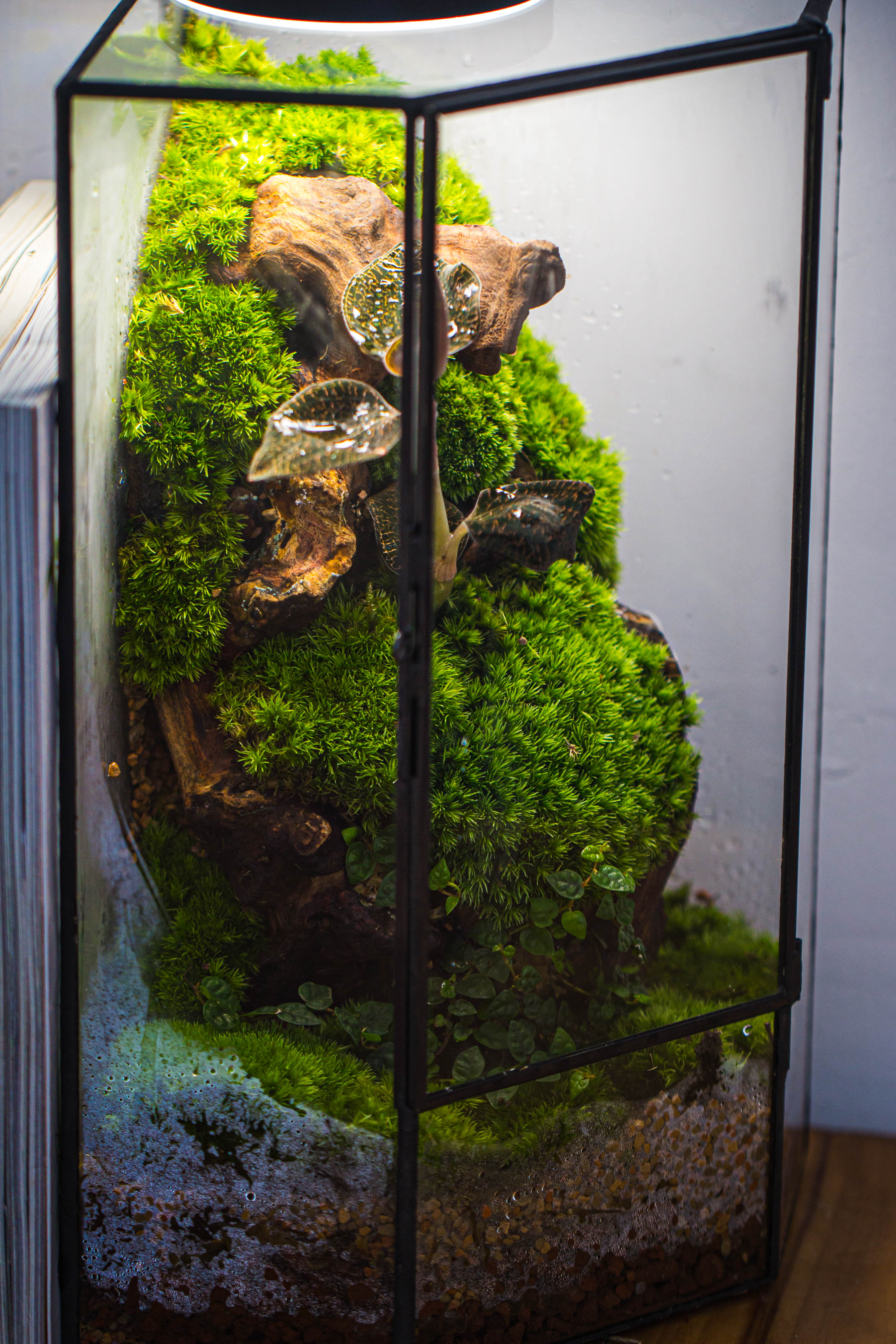 Shop Close Geometric Tin Glass Corner Terrarium – NCYPgarden