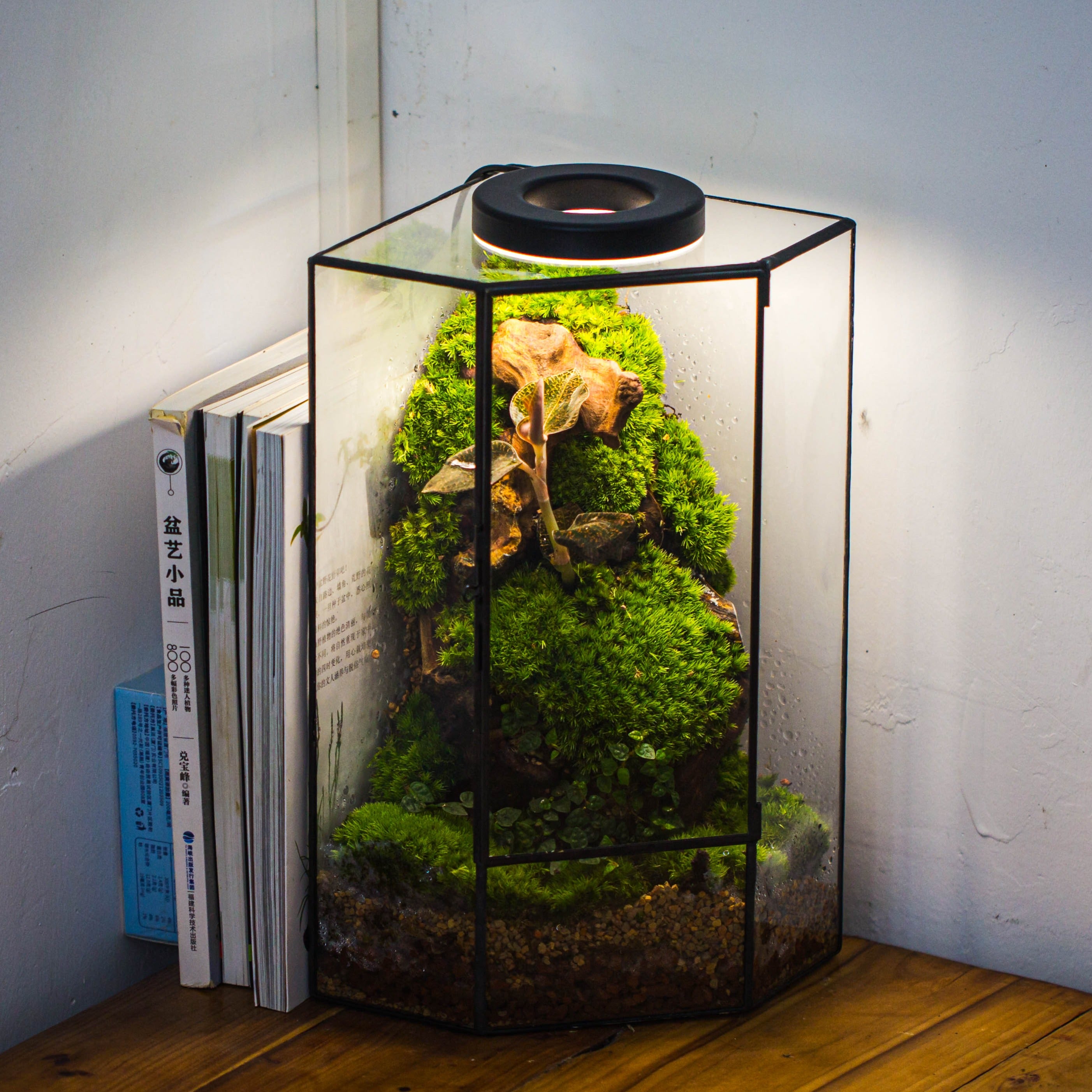 Shop Close Geometric Tin Glass Corner Terrarium – NCYPgarden