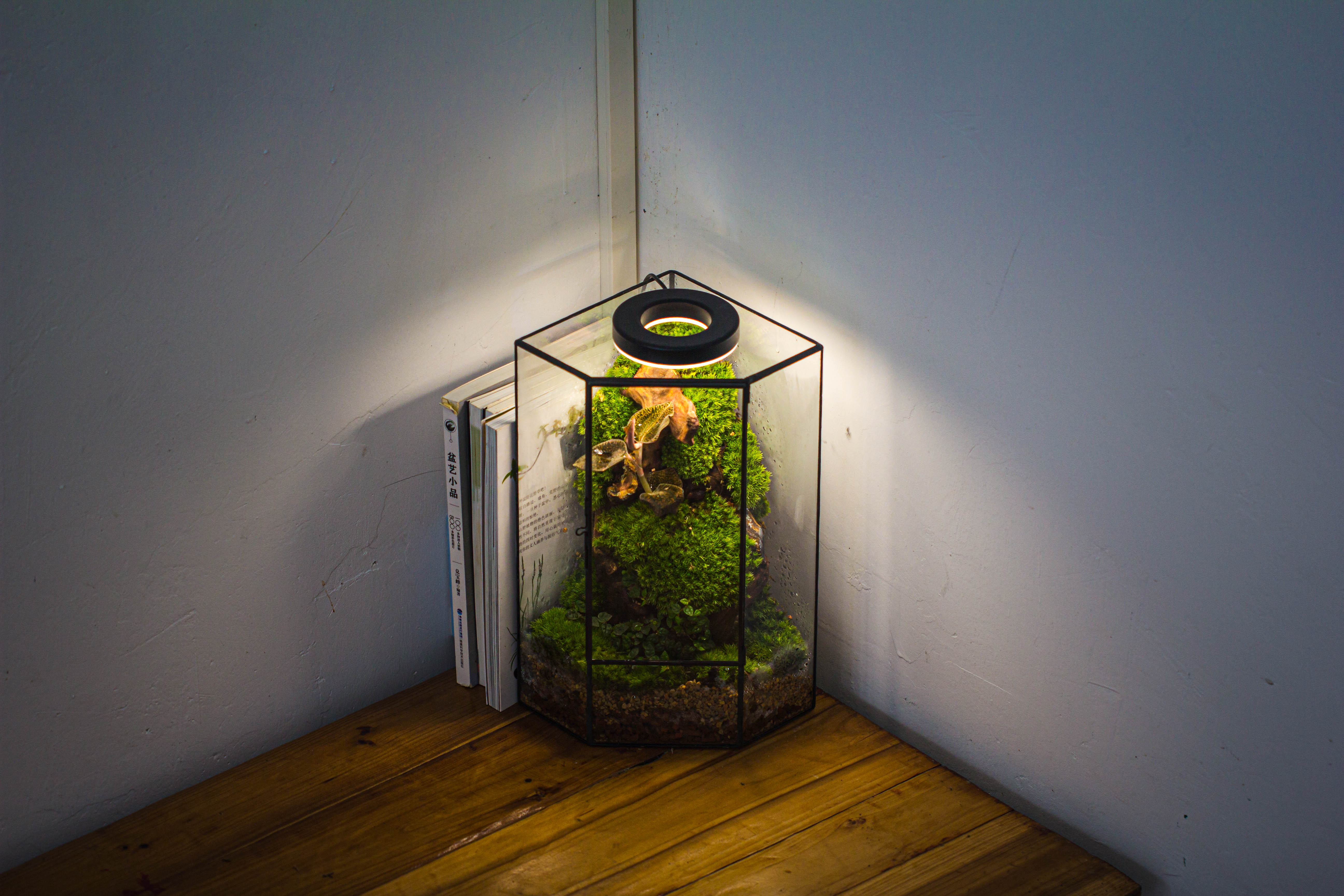 Shop Close Geometric Tin Glass Corner Terrarium – NCYPgarden