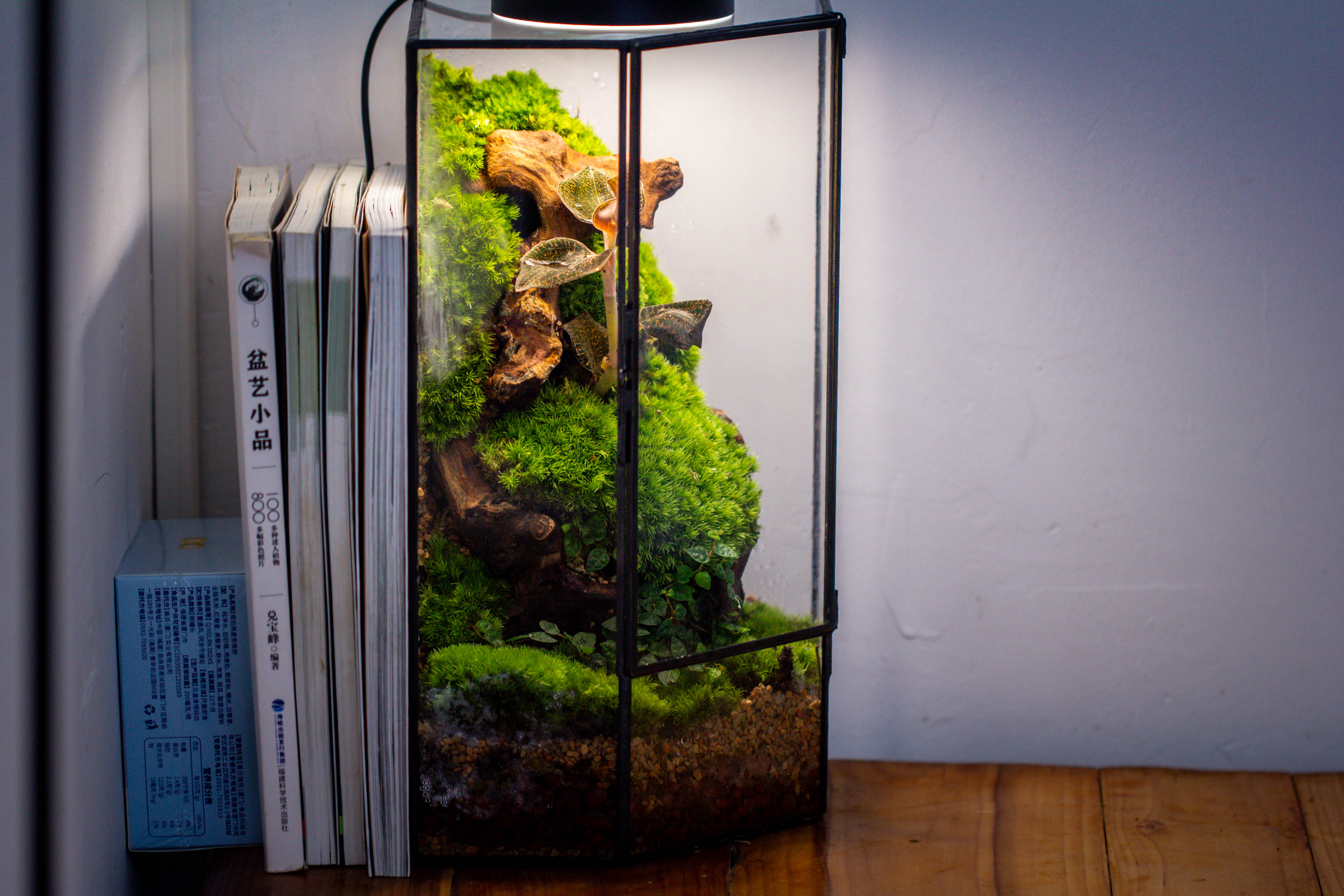 Shop Close Geometric Tin Glass Corner Terrarium – NCYPgarden