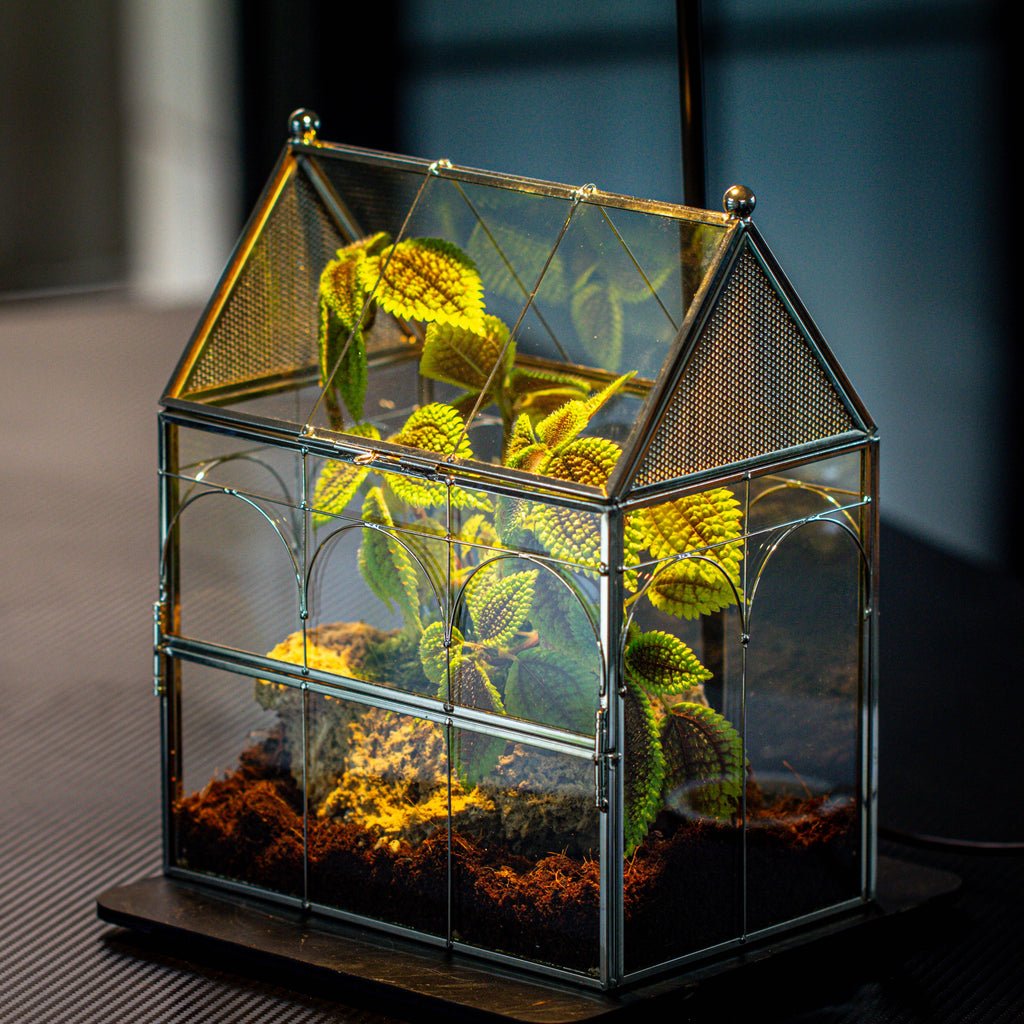 Geometric Terrariums — NCYPgarden