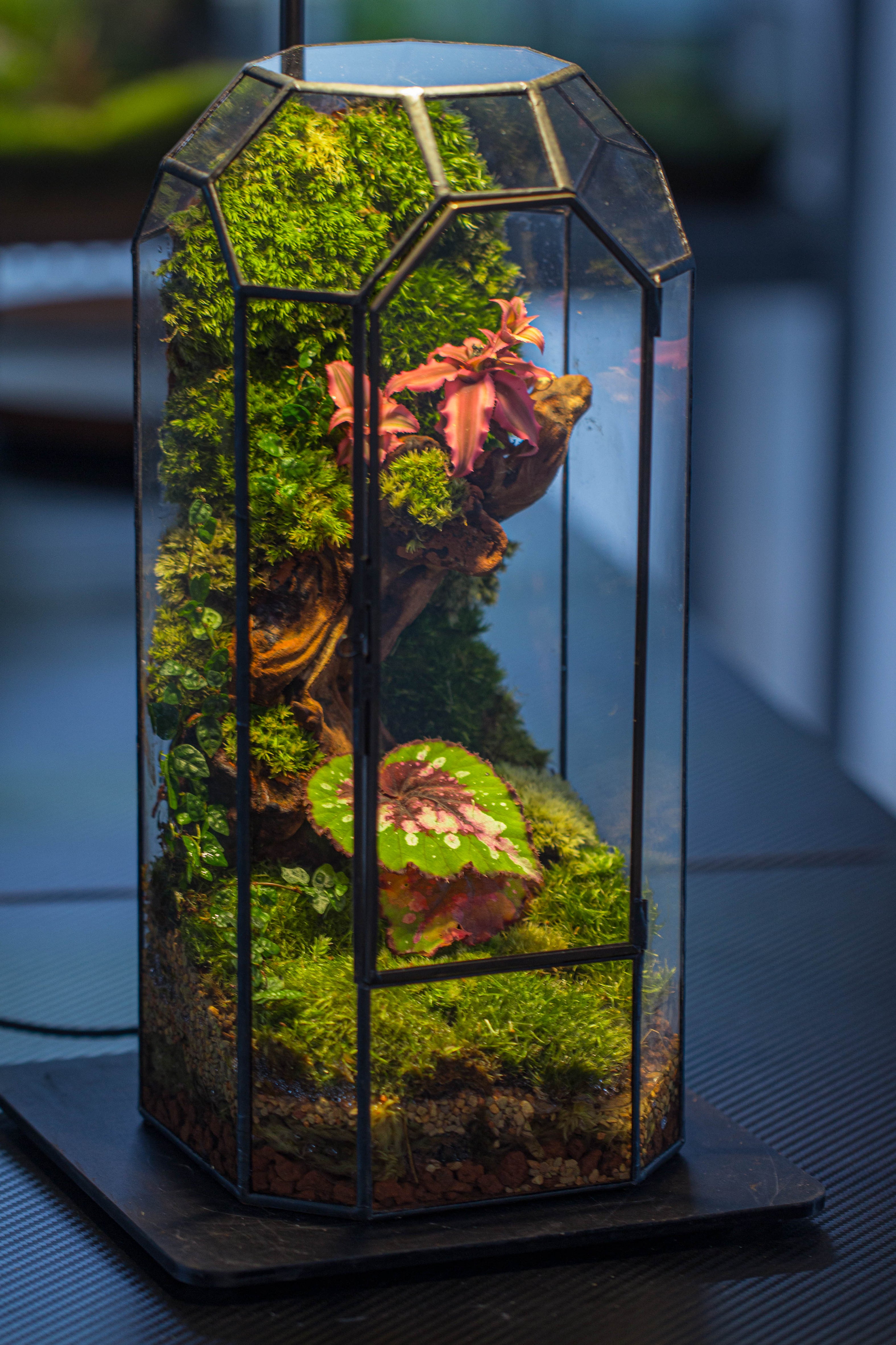 Vintage Tall Octagon Geometric Tin Glass Terrarium , 12.6" , close, su ...