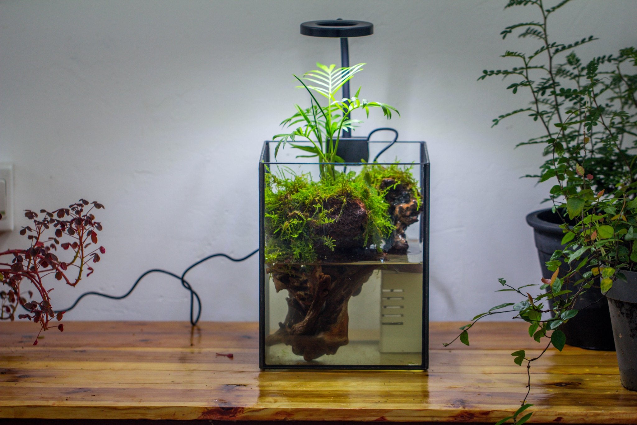 NCYP Watertight Open Geometric Glass Tin Terrarium, for small waterpon ...