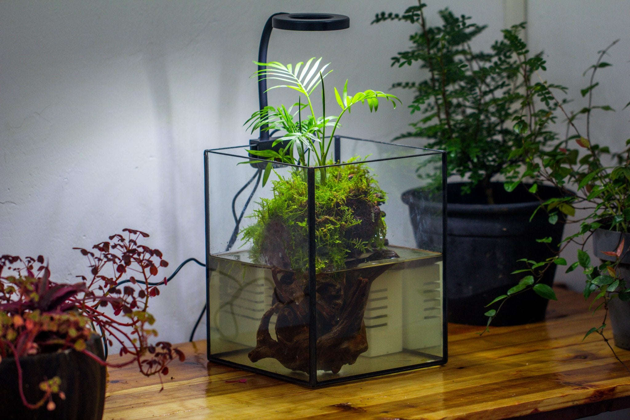 NCYP Watertight Open Geometric Glass Tin Terrarium, for small waterpon ...