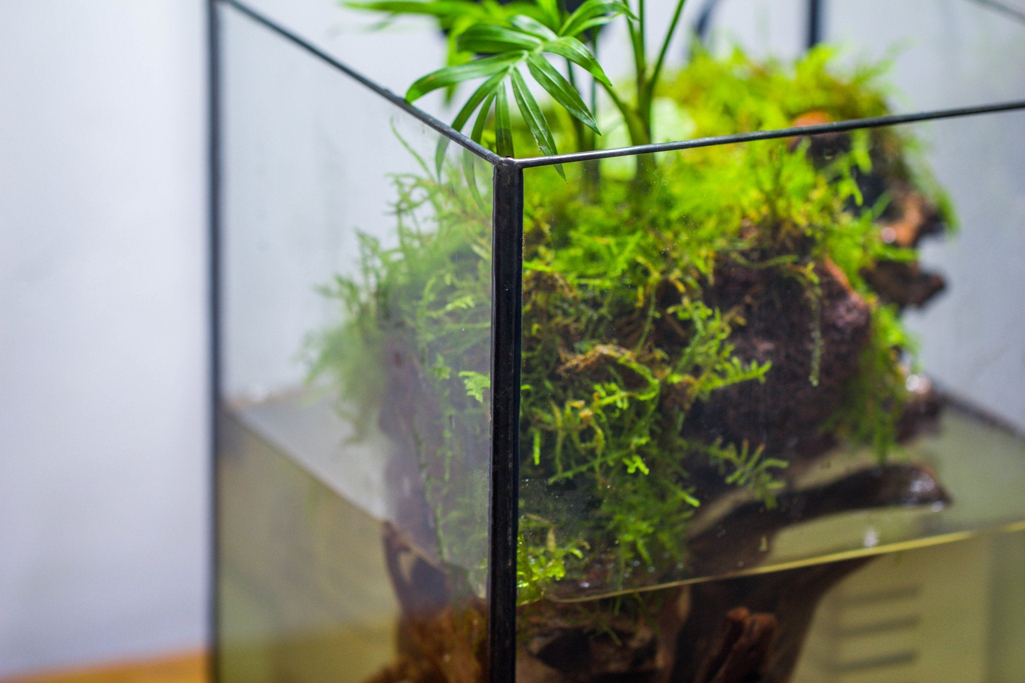 NCYP Watertight Open Geometric Glass Tin Terrarium, for small waterpon ...