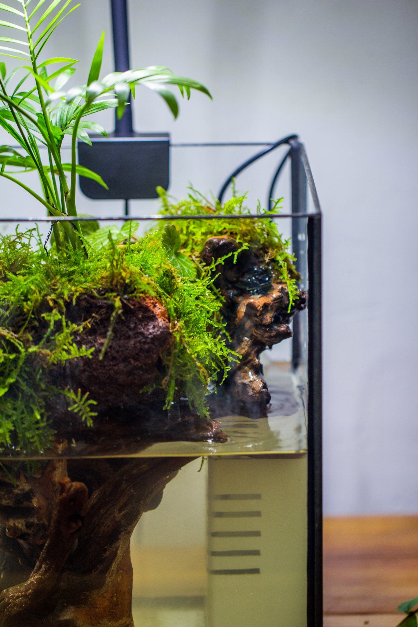 NCYP Watertight Open Geometric Glass Tin Terrarium, for small waterpon ...