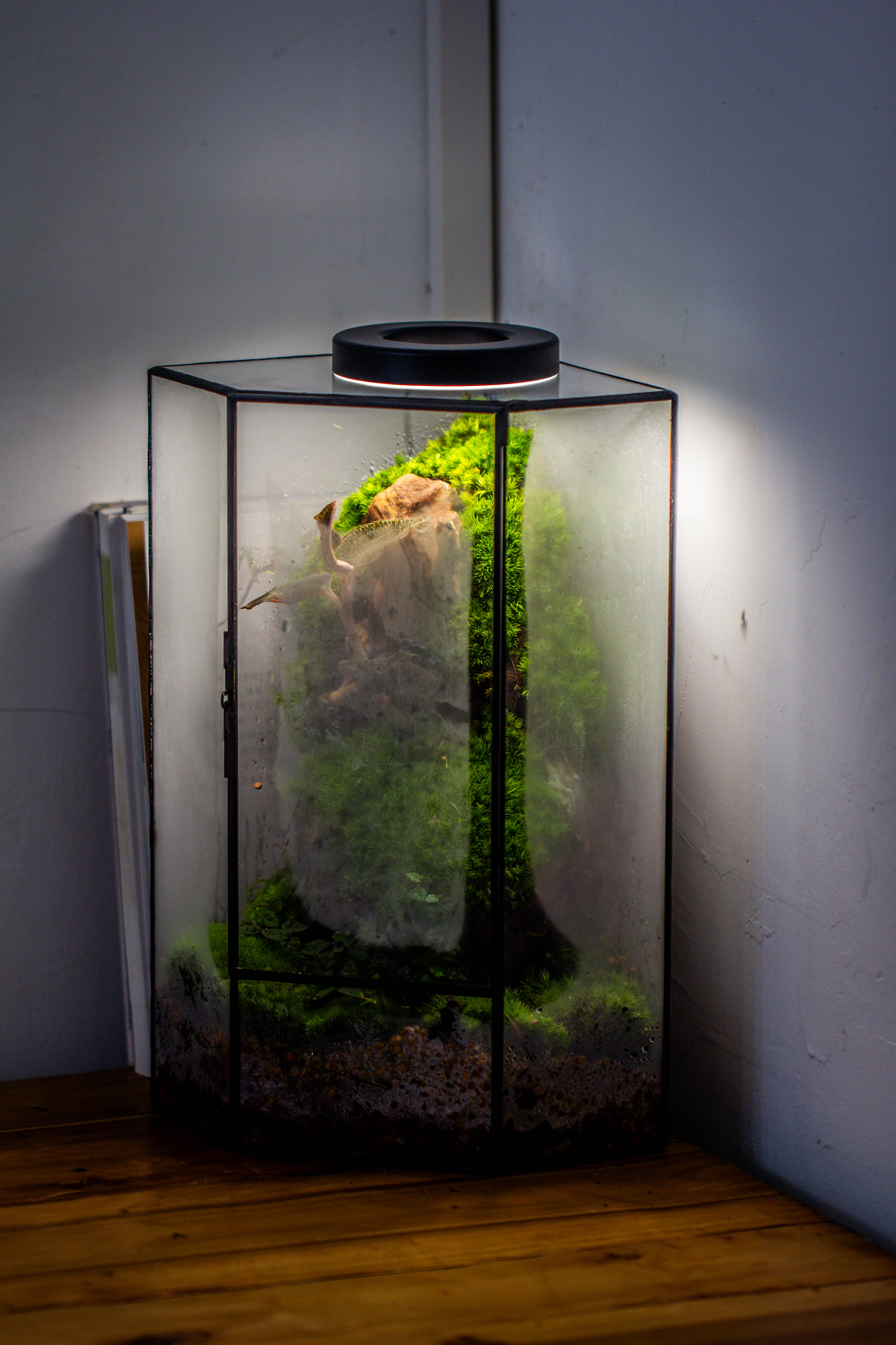 Shop Close Geometric Tin Glass Corner Terrarium – NCYPgarden