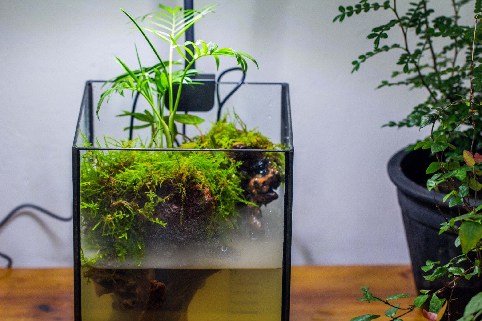 NCYP Watertight Open Geometric Glass Tin Terrarium, for small waterpon ...