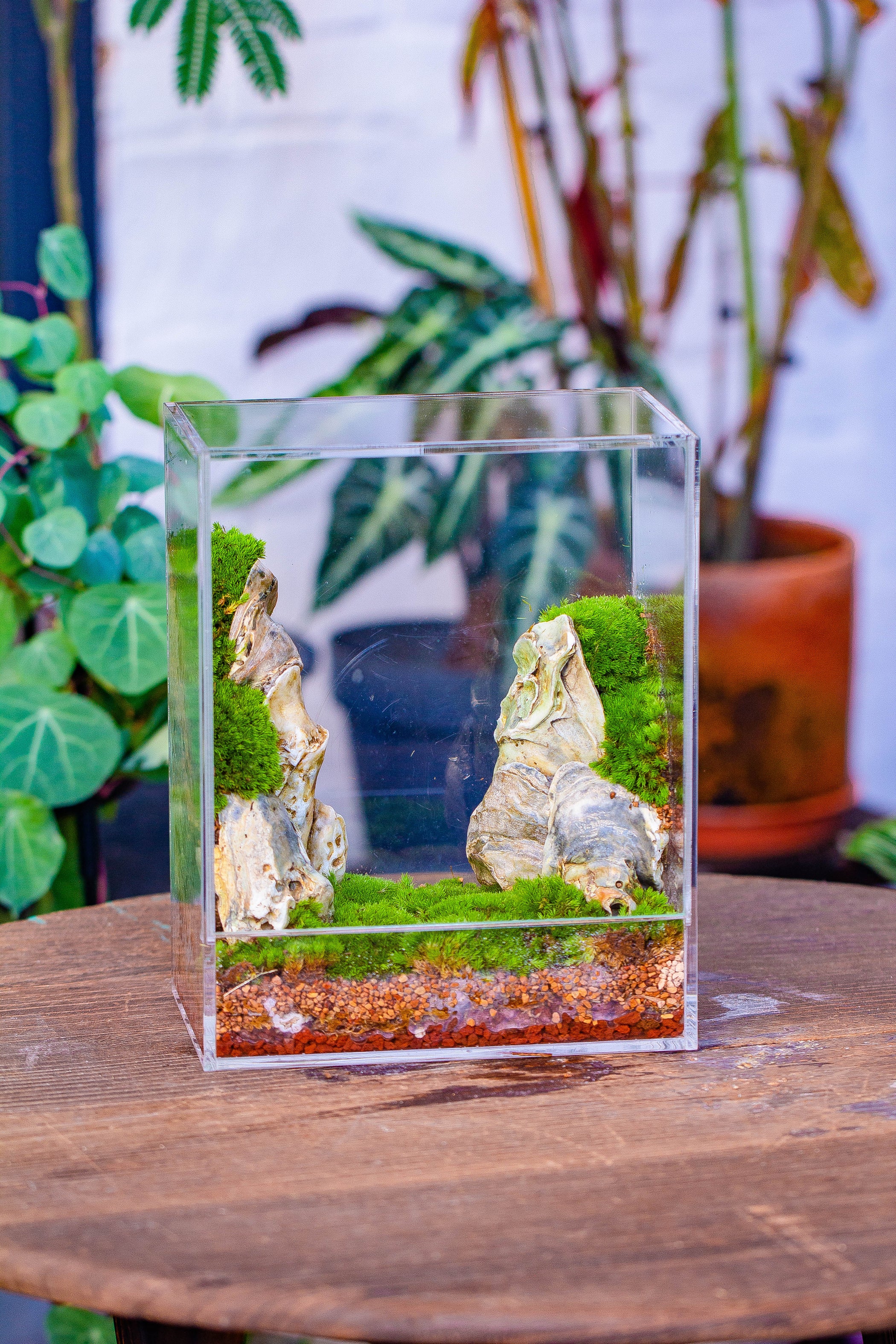 Handmade Water-Tight Sealed Enclosed Rectangle Acrylic Terrarium ...