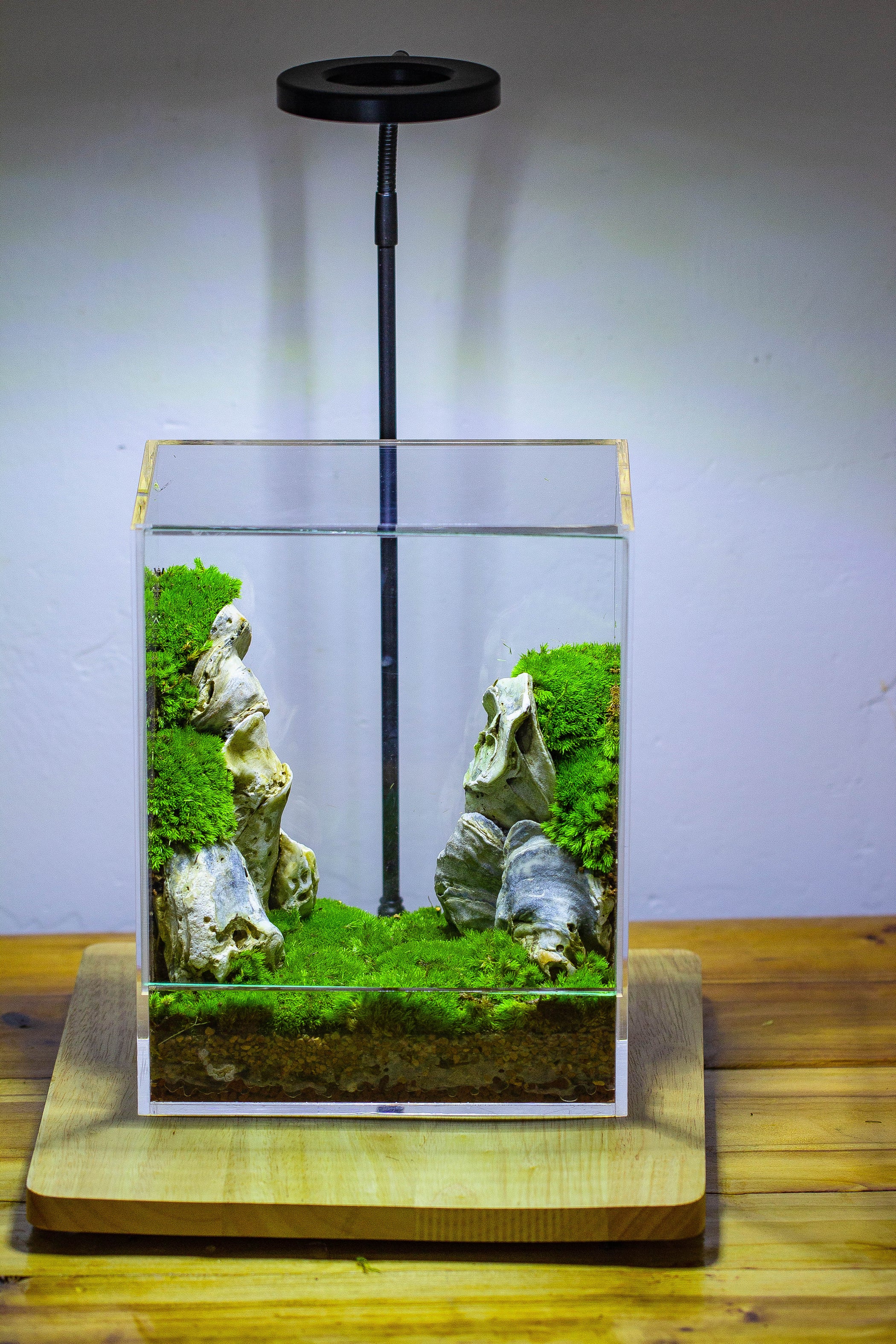 Handmade Water-Tight Sealed Enclosed Rectangle Acrylic Terrarium ...